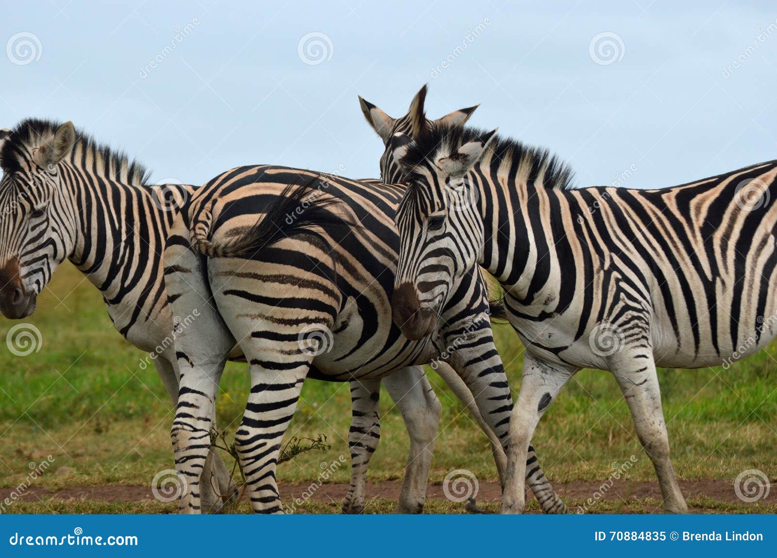 Zebra stripes stock image. Image of reserve, wildlife - 70884835