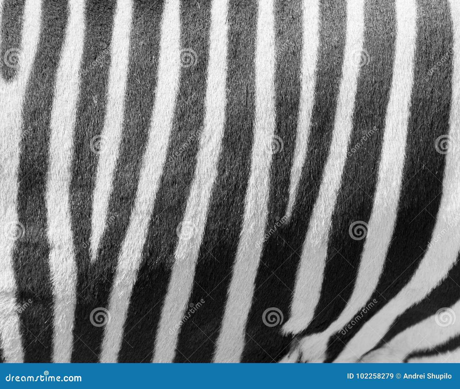 Zebra stripes stock image. Image of nature, pattern - 102258279