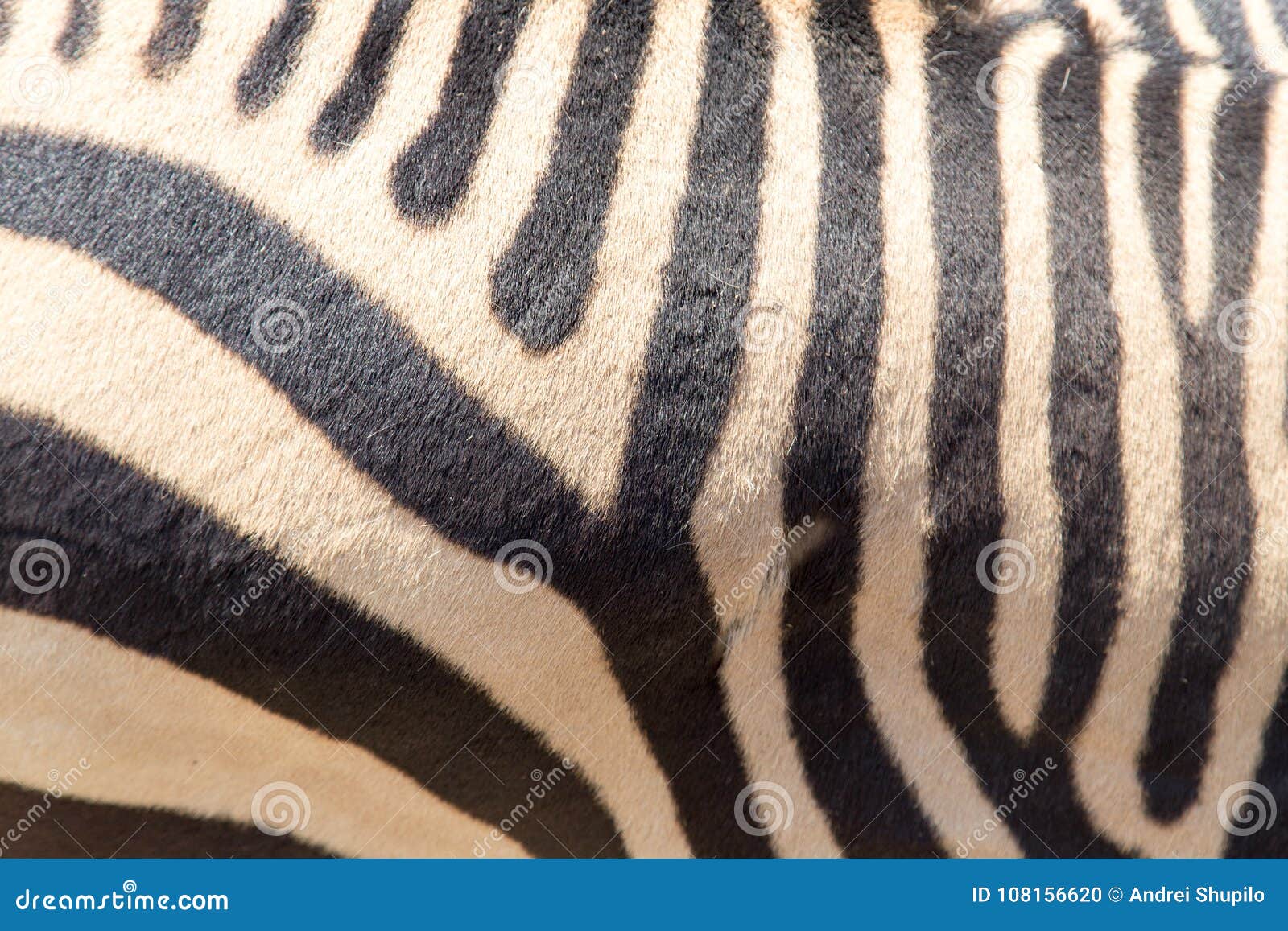 Zebra stripes stock photo. Image of concept, material - 108156620