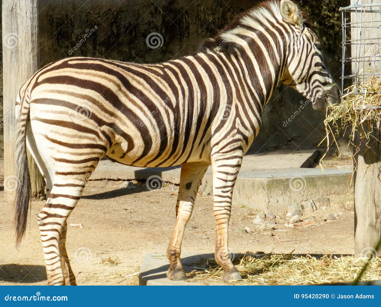 Zebra stock photo. Image of wildlife, african, animals - 95420290
