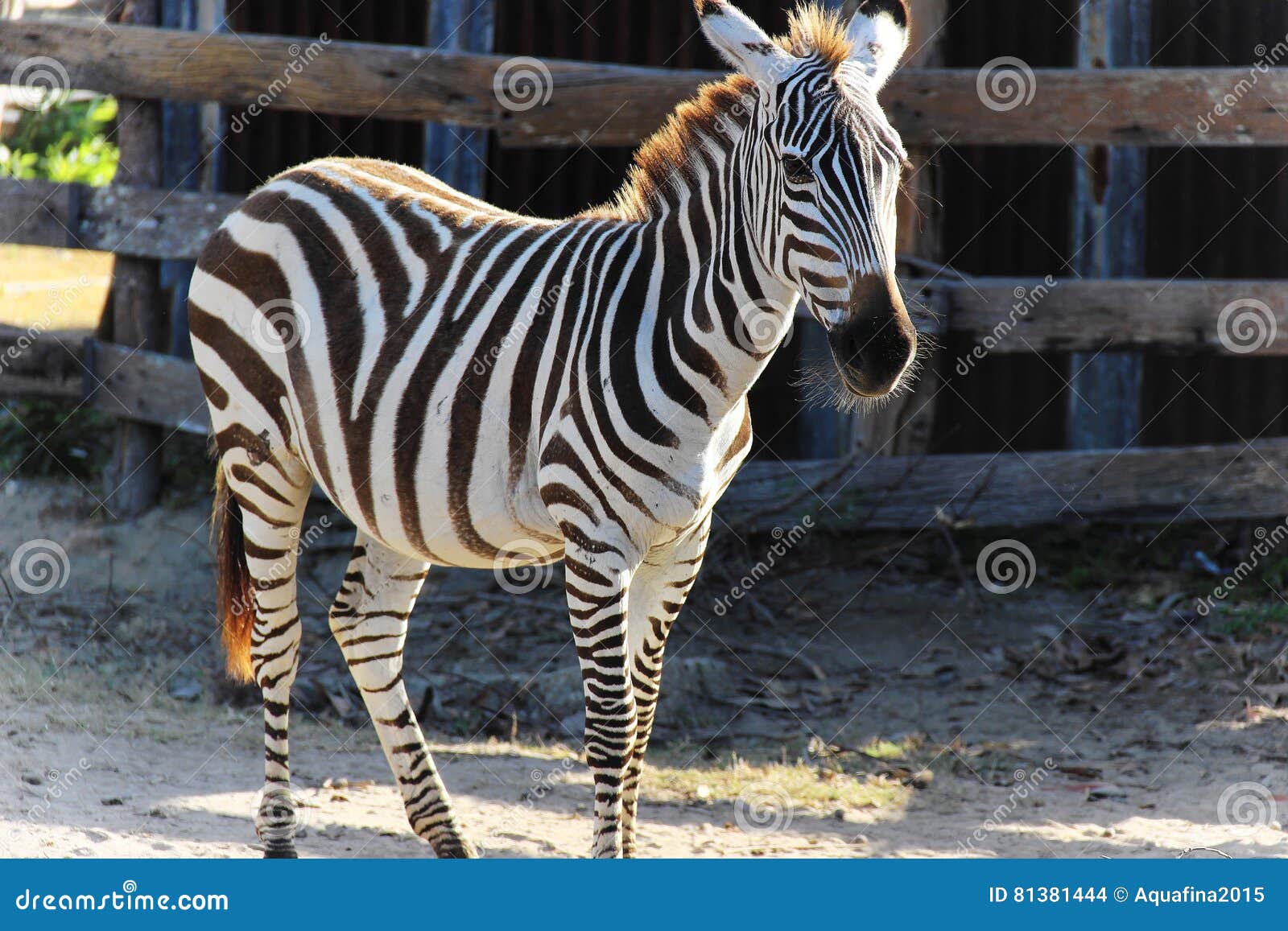 Zebra sulla savana fotografia stock. Immagine di soleggiato - 81381444