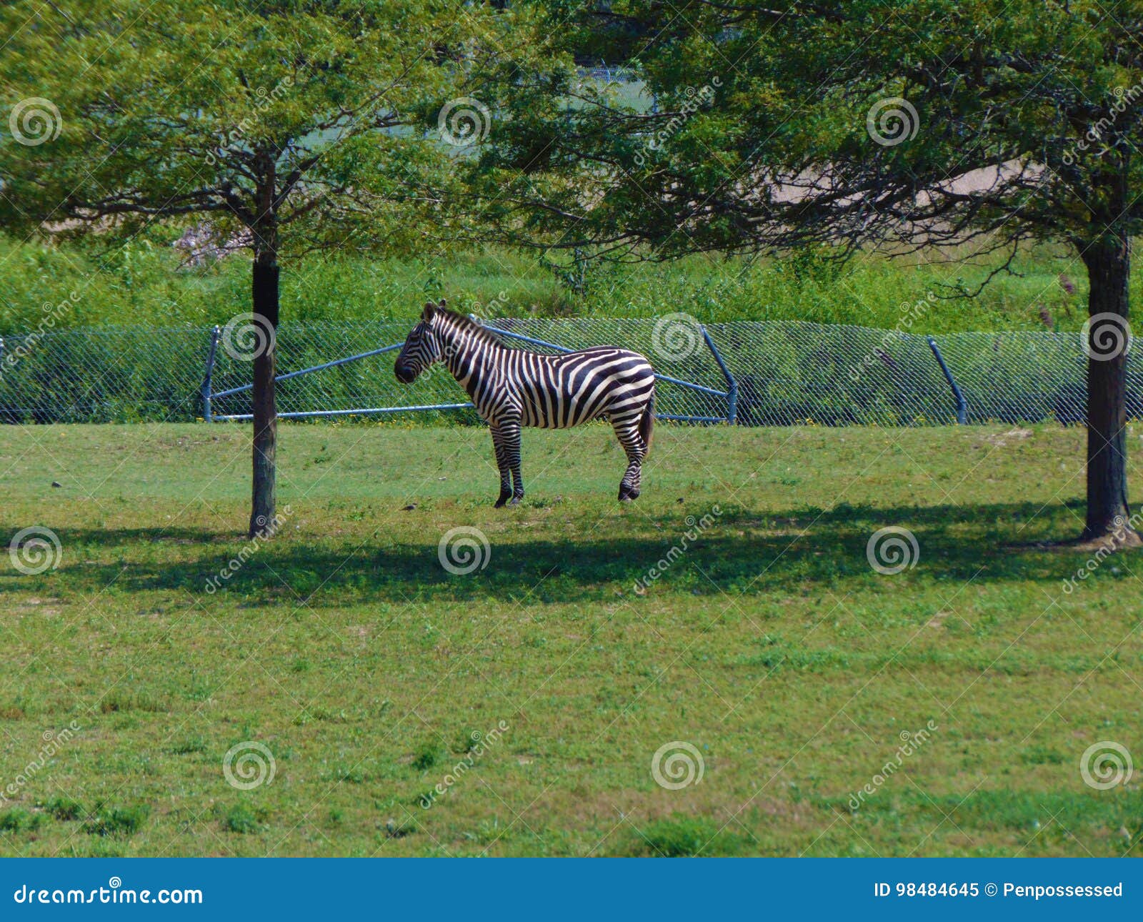 Zebra stock image. Image of summer, horse, wildlife, horses - 98484645