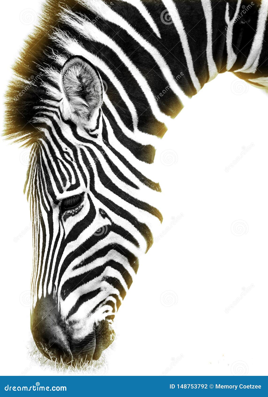 Zebra sun black and white stock photo. Image of black - 148753792