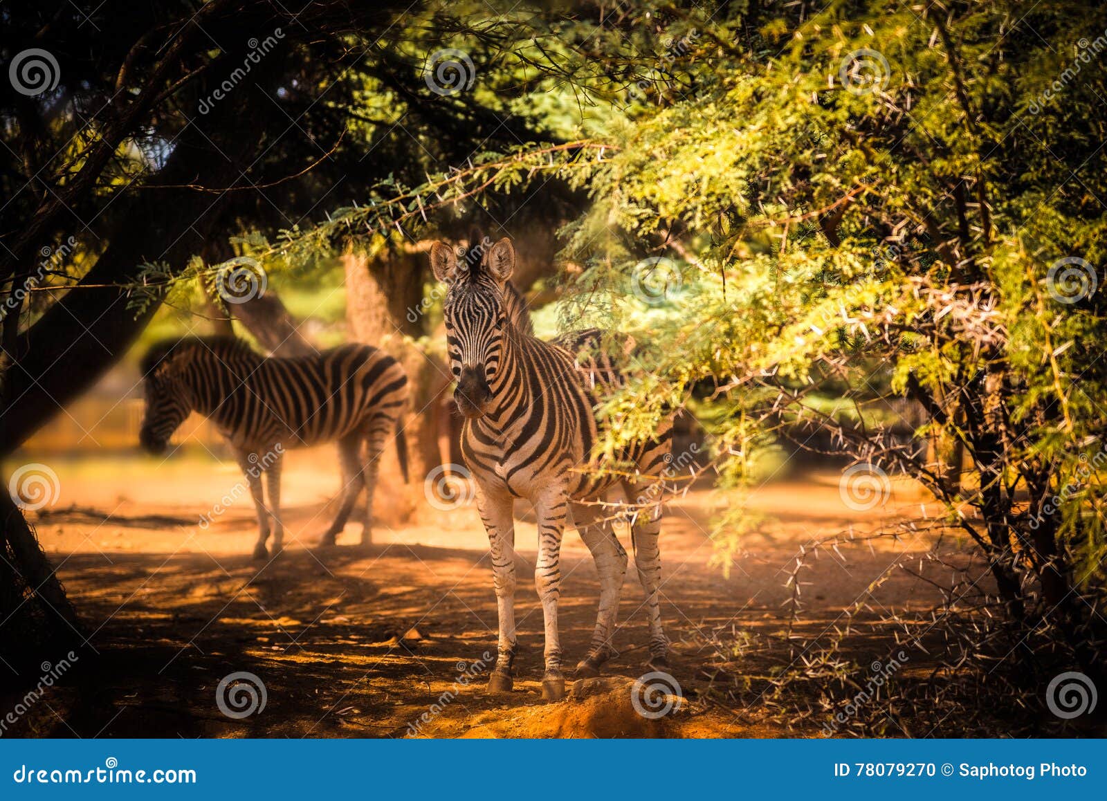 Zebra in the sun stock photo. Image of hair, head, natural - 78079270