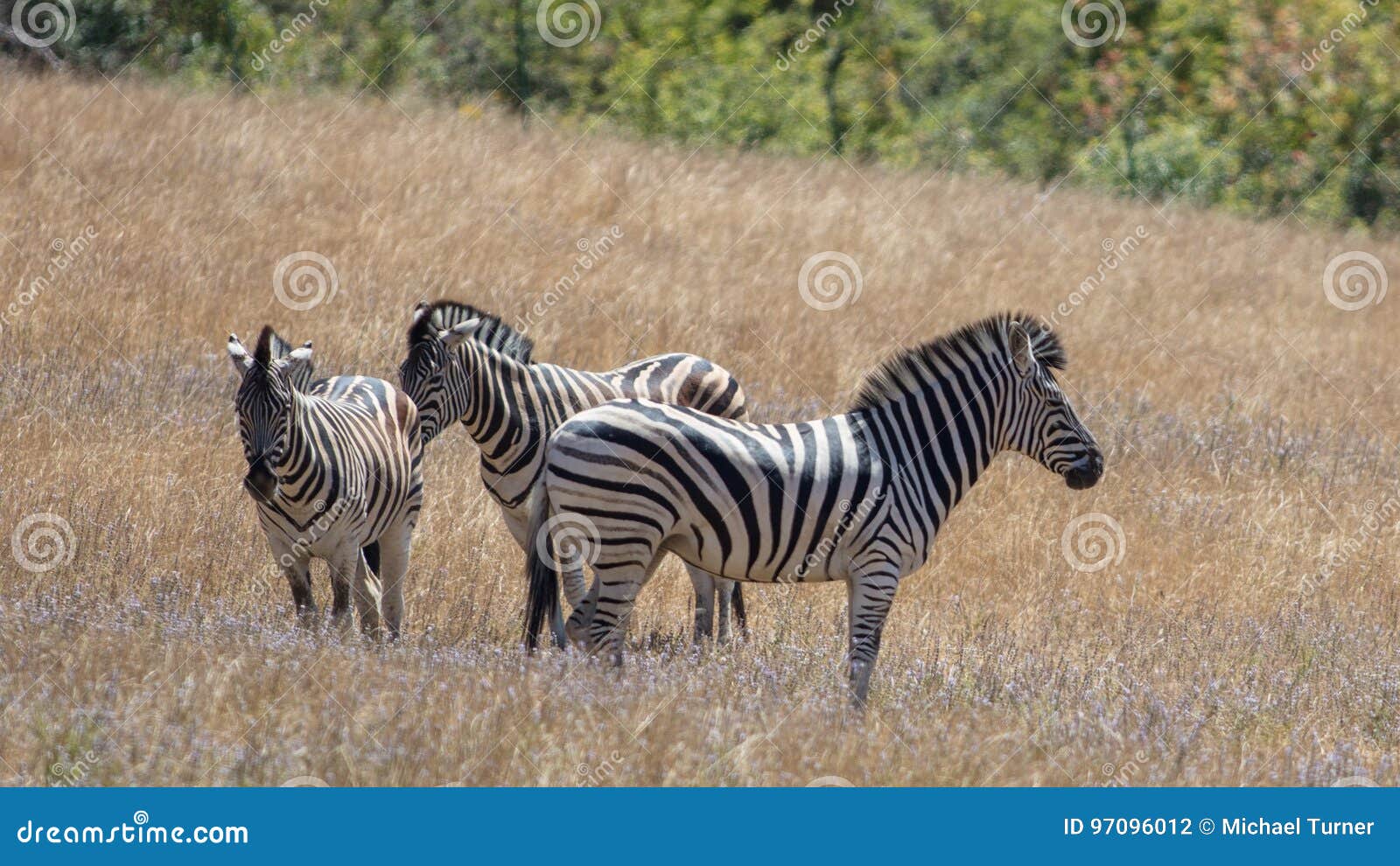 Zebra in the Sun stock photo. Image of wild, grasslands - 97096012