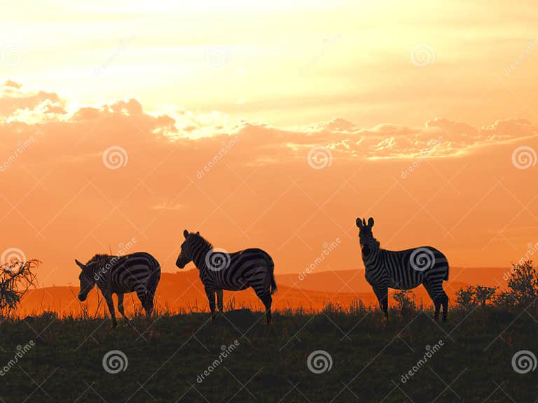 Zebra sundown stock photo. Image of africa, wild, masai - 7357906