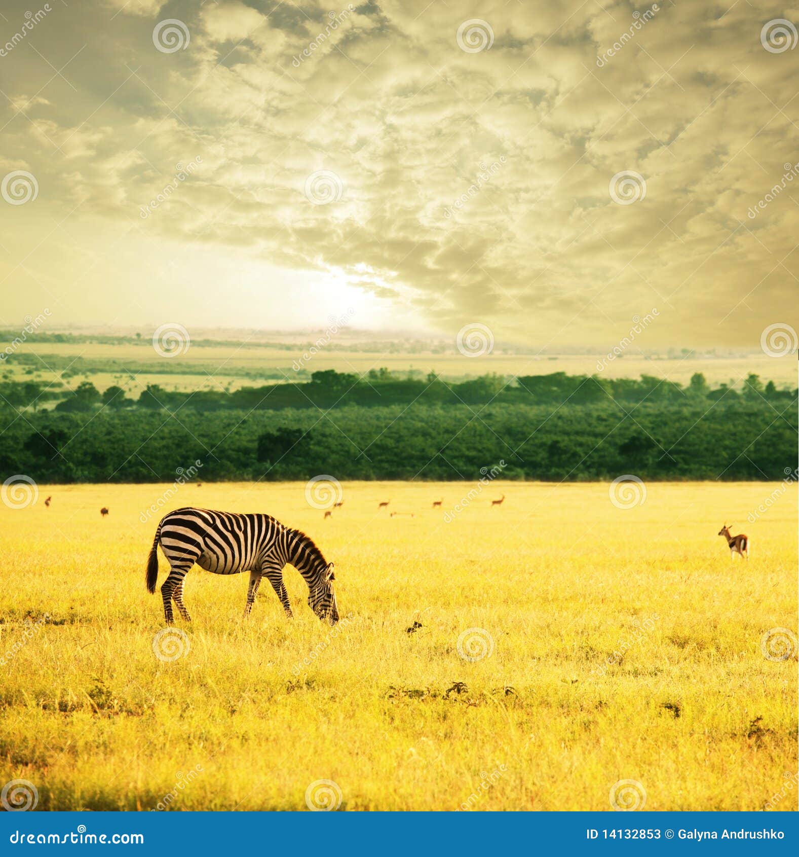Zebra on sunrise stock image. Image of wild, safari, south - 14132853