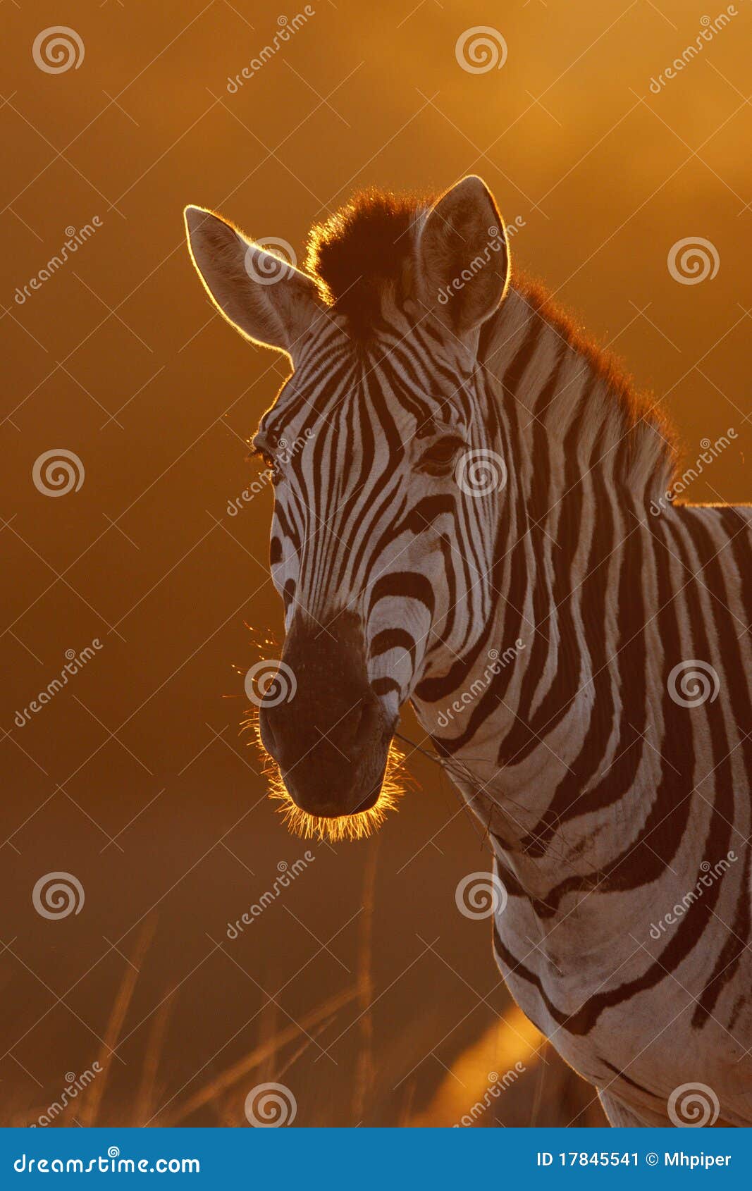 Zebra Sunrise stock image. Image of mammal, animal, migration - 17845541