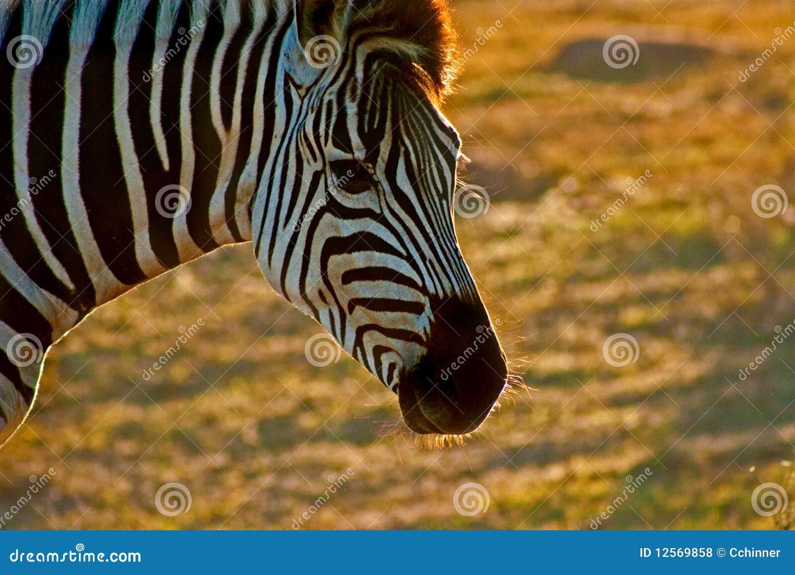 Zebra sunset stock photo. Image of animal, white, beast - 12569858