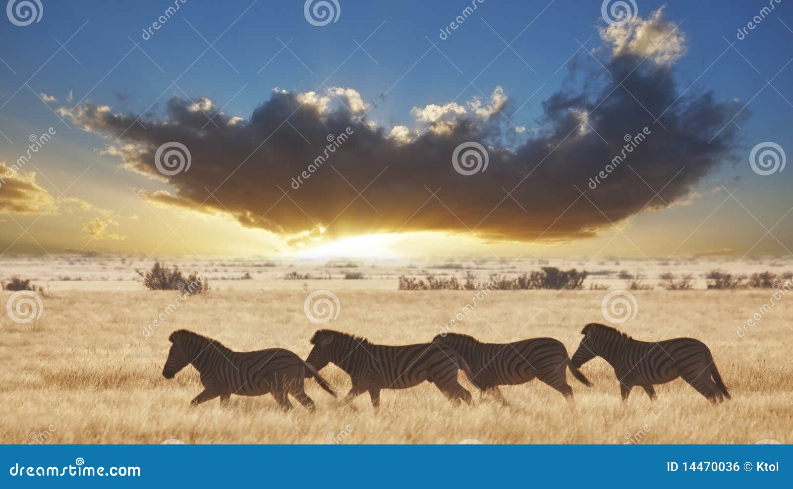 Zebra Sunset stock photo. Image of grass, safari, clouds - 14470036