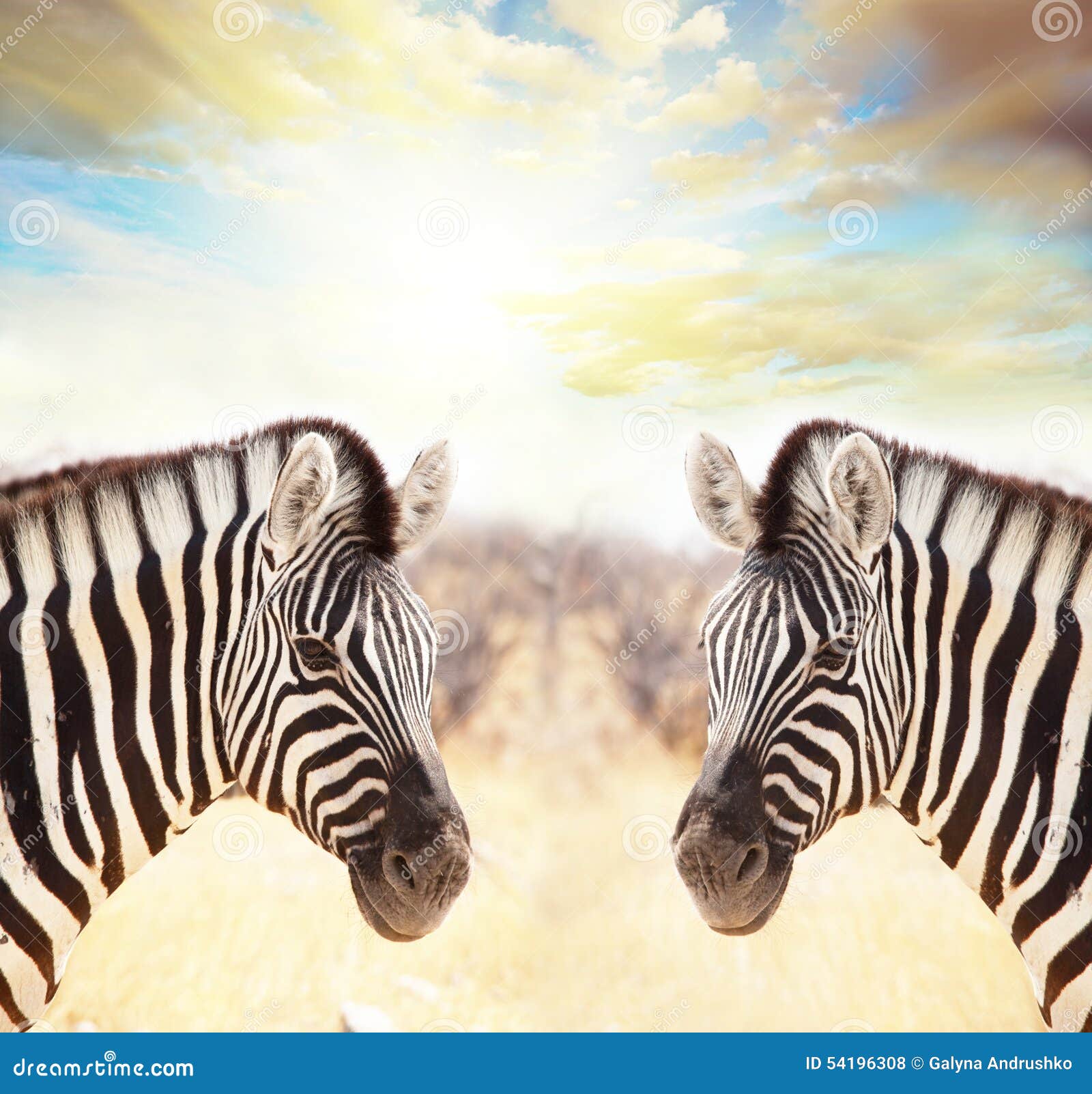 Zebra on sunset stock photo. Image of savanna, park, south - 54196308