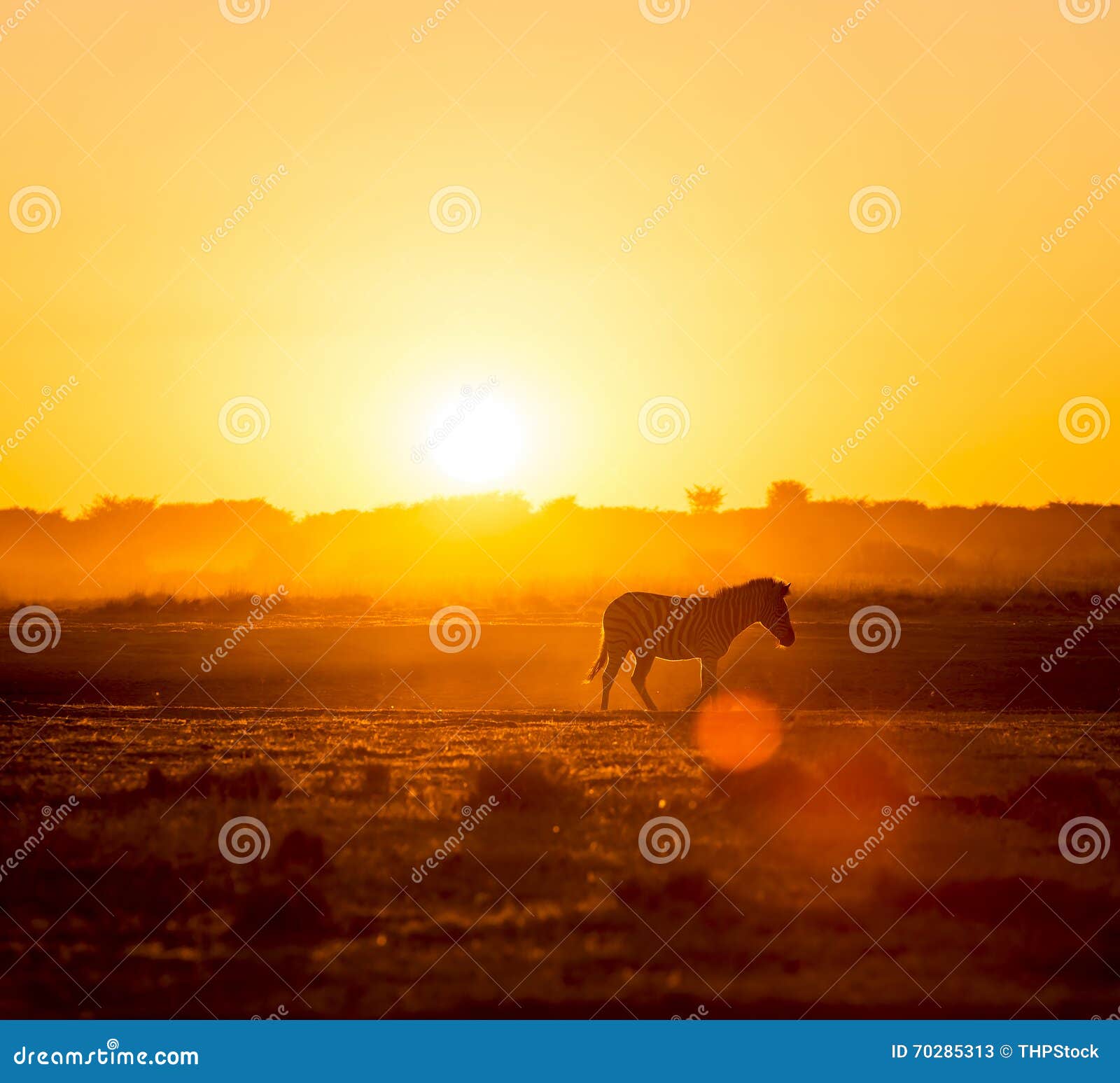 Zebra Sunset Africa stock image. Image of south, young - 70285313