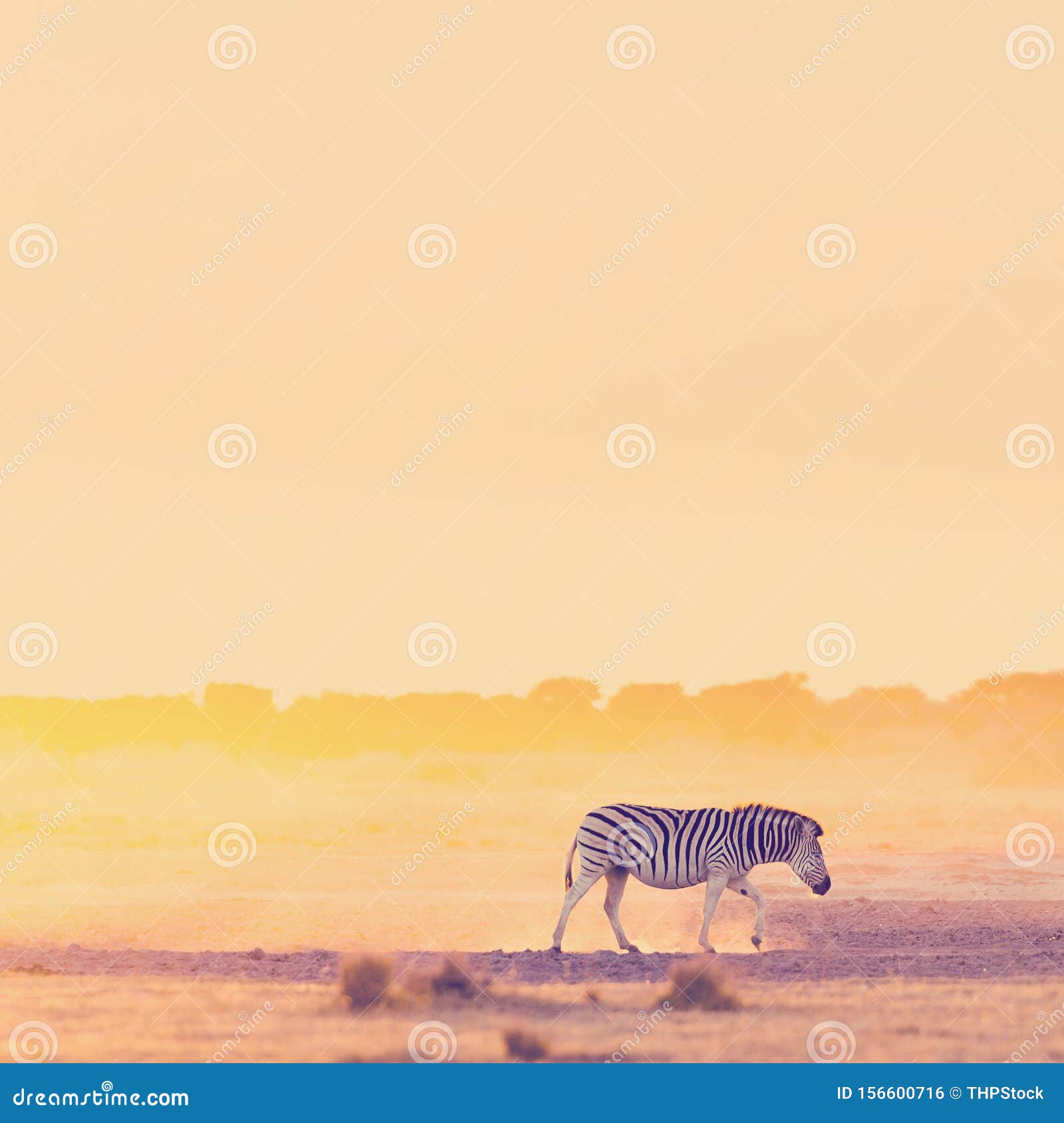 Zebra Sunset Africa stock photo. Image of nature, square - 156600716