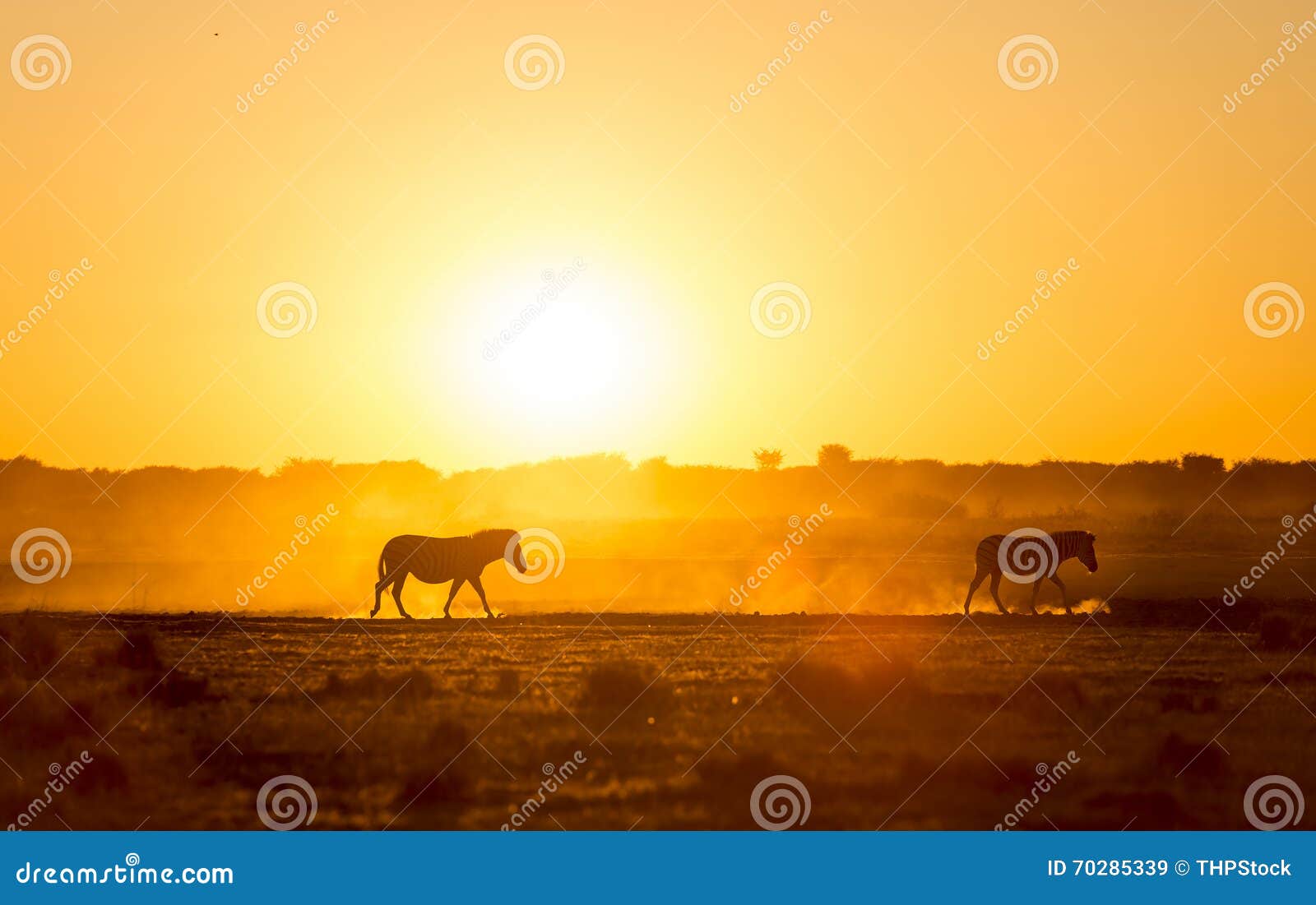 Zebra Sunset Botswana stock image. Image of south, baby - 70285339