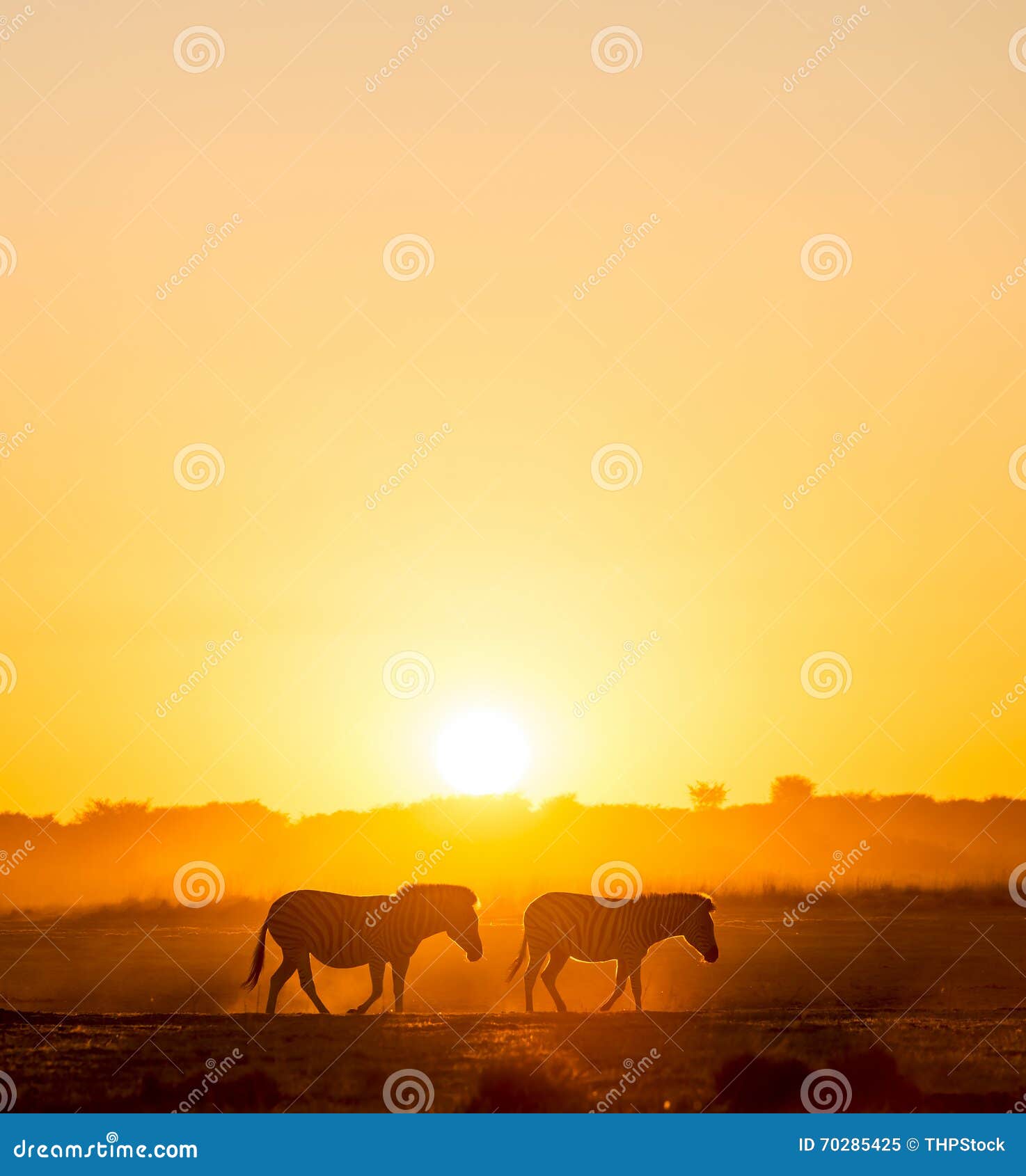 Zebra Sunset Botswana stock image. Image of travel, nature - 70285425