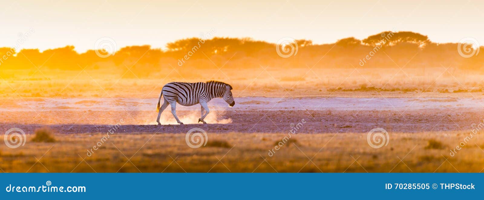 Zebra Sunset Botswana stock image. Image of herd, south - 70285505