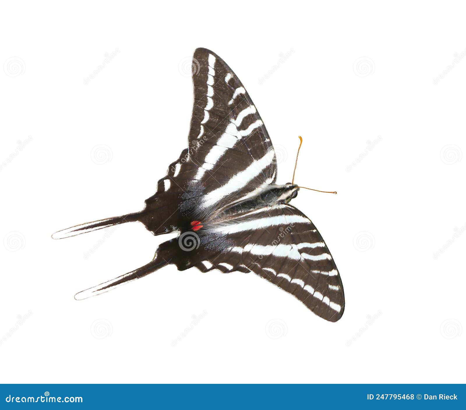 Zebra Swallowtail Butterfly - Protographium Marcellus - Isolated Cutout ...