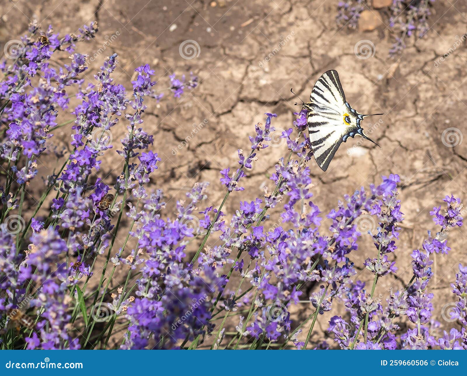 Zebra Swallowtail Butterfly in Rows of Lavender Stock Photo - Image of ...