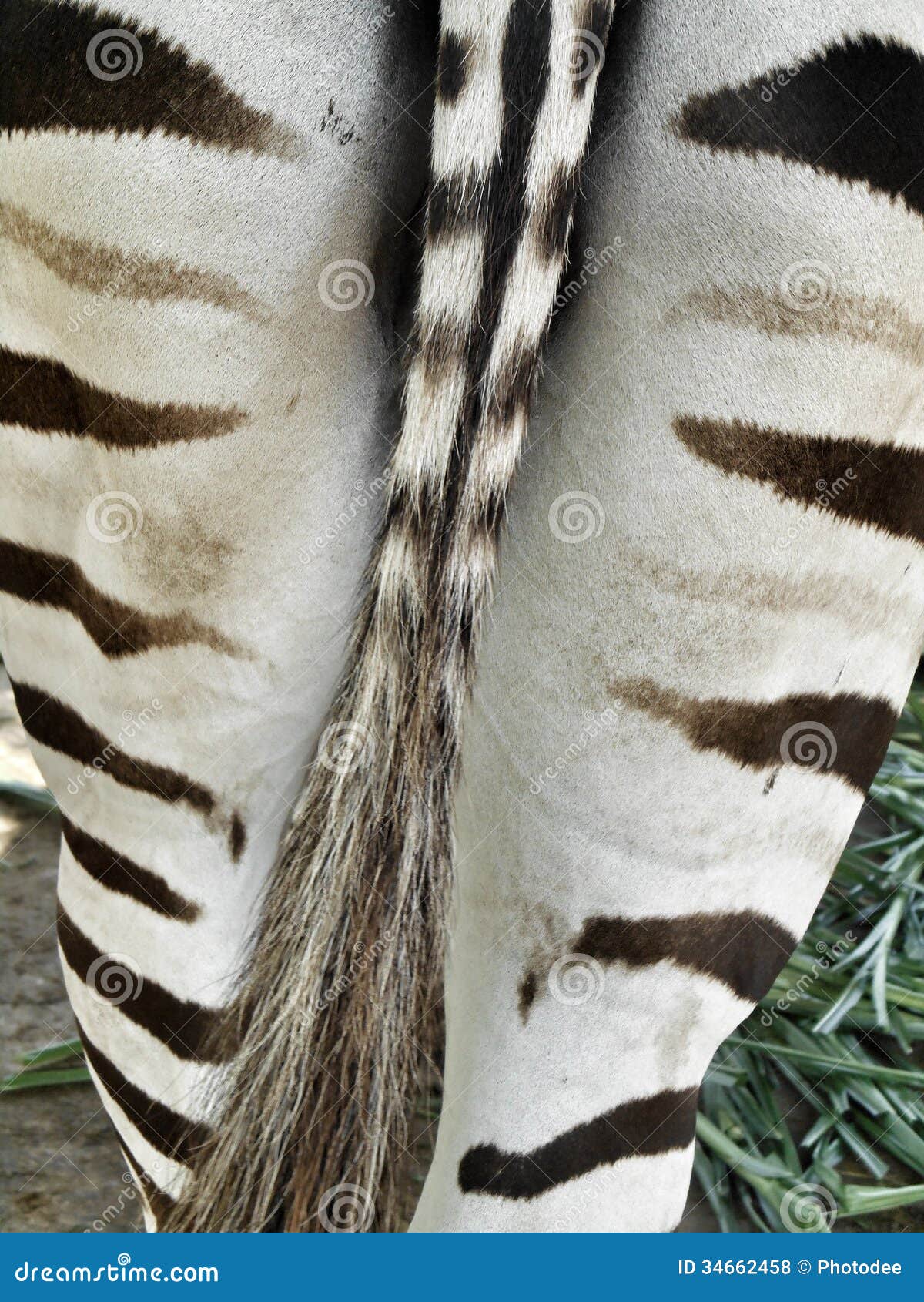 Zebra stock photo. Image of retro, skin, pattern, black - 34662458