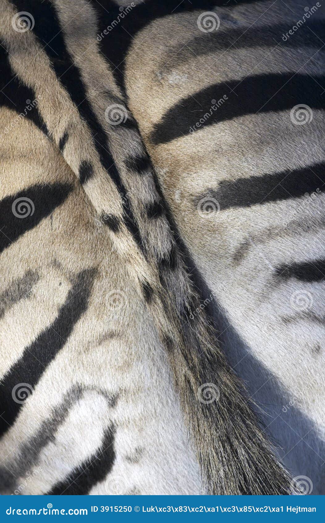 Zebra tail stock photo. Image of parallel, black, fauna - 3915250