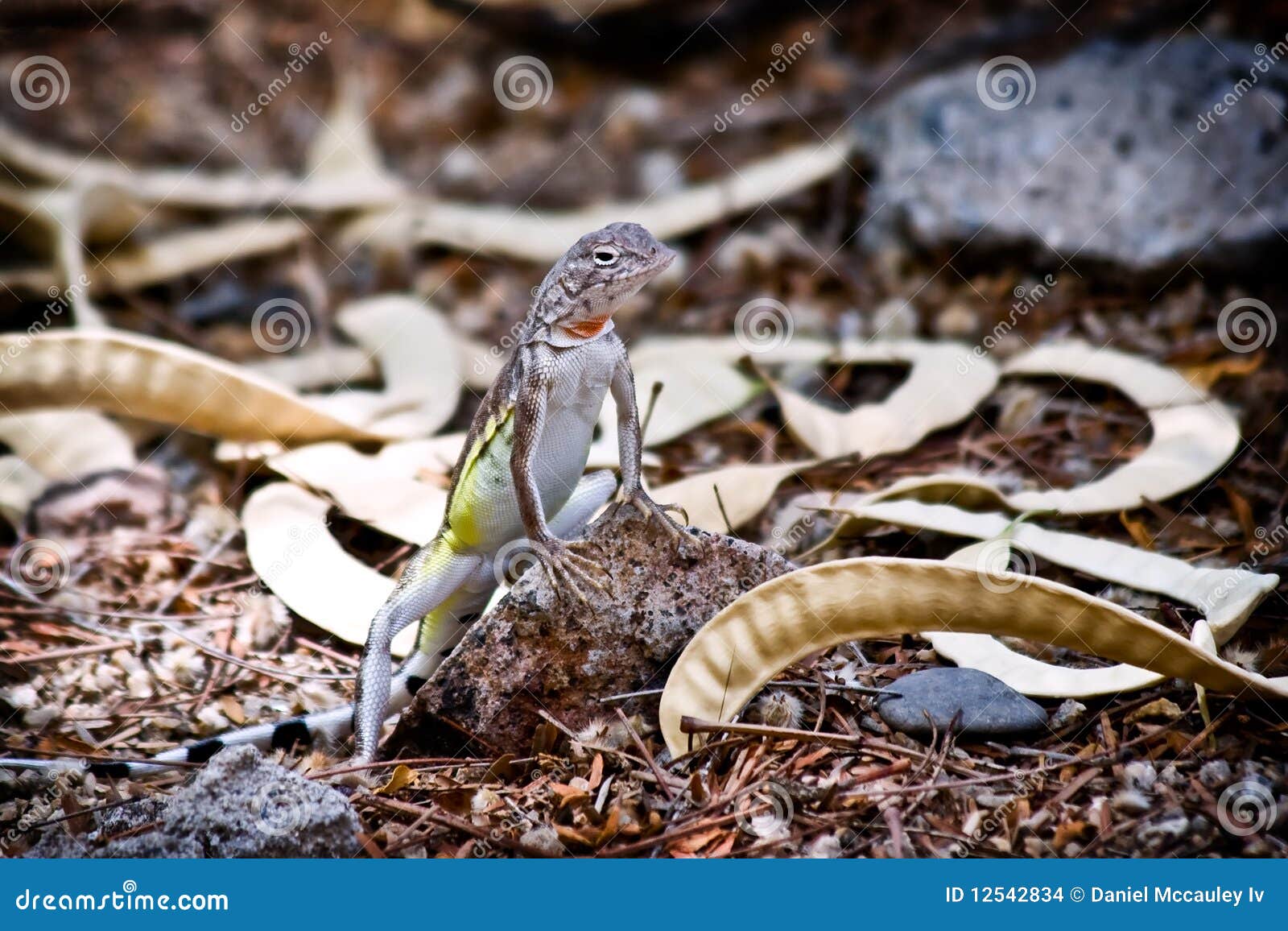 Zebra Tailed Lizard stock photo. Image of standing, detailed - 12542834