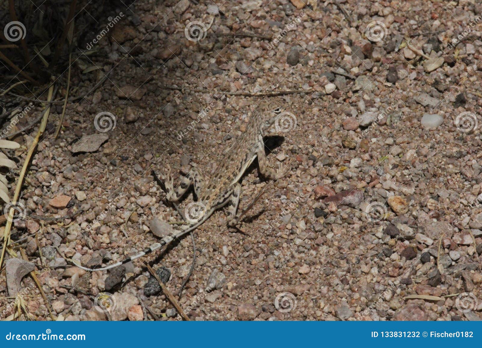 ZEBRA-TAILED LIZARD Callisaurus Draconoides 1 Stock Photo - Image of ...