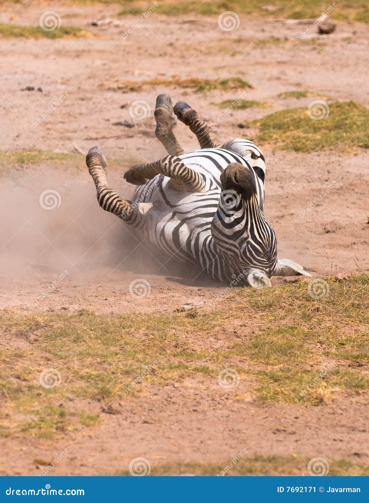 Zebra taking dust bath stock image. Image of african, taking - 7692171