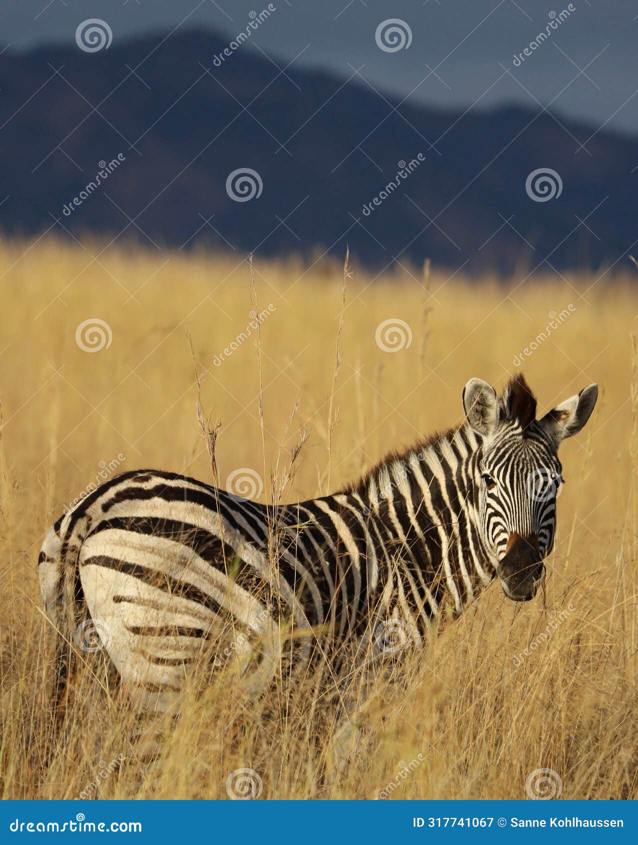 Zebra stock image. Image of zebra, grass, safari, bush - 317741067