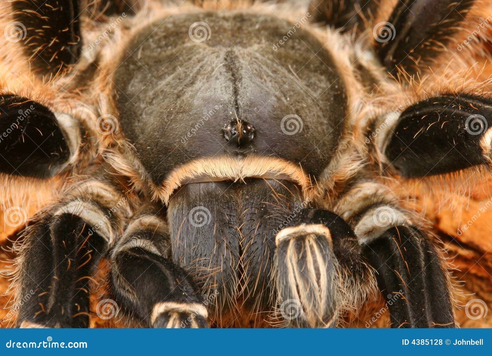 Zebra Tarantula stock photo. Image of arachnid, wildlife - 4385128