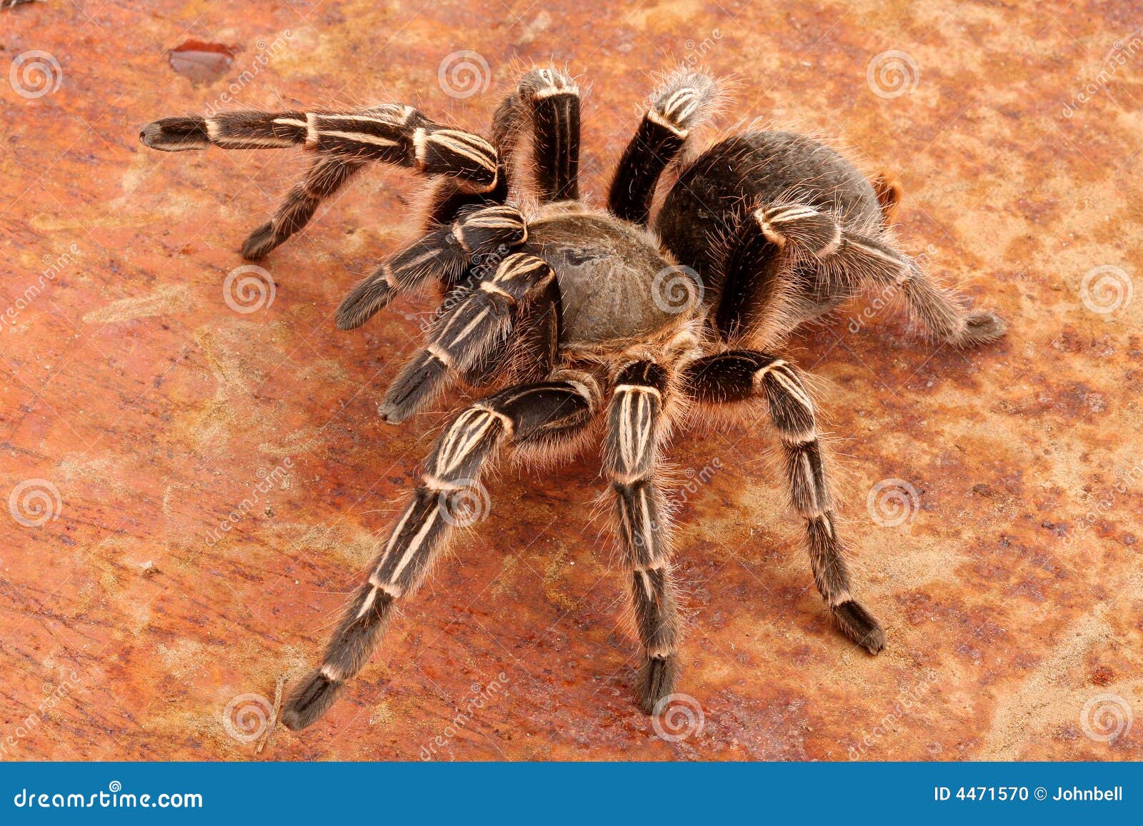 Zebra Tarantula stock photo. Image of fangs, tarantula - 4471570