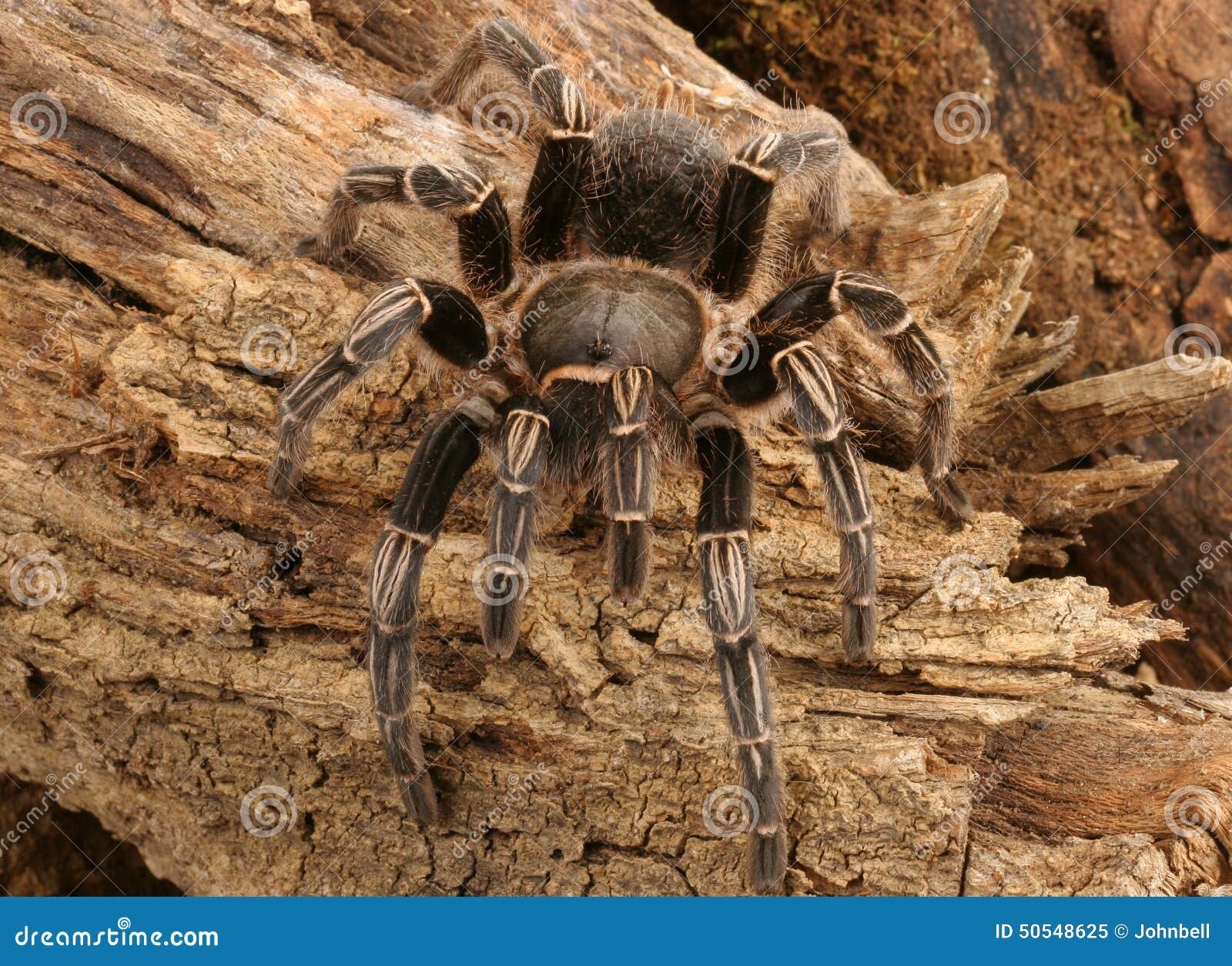 Zebra Tarantula stock image. Image of venomous, timid - 50548625