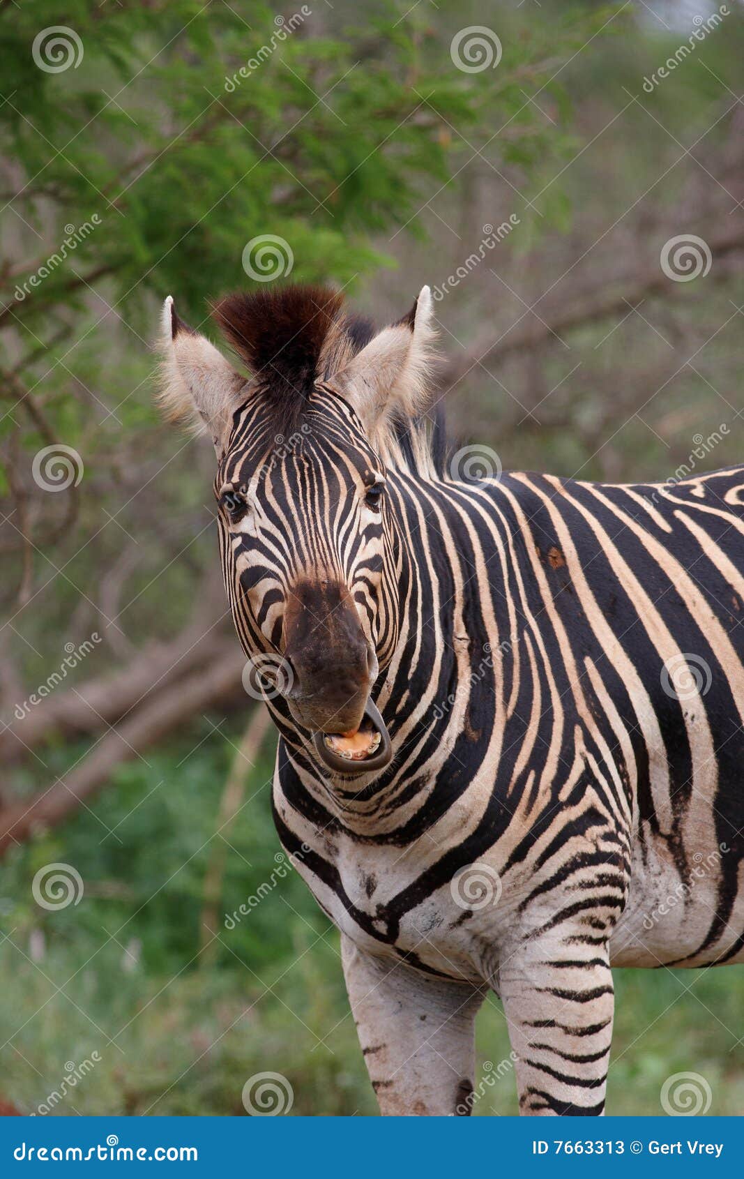 Zebra teeth stock image. Image of burchelli, striped, game - 7663313