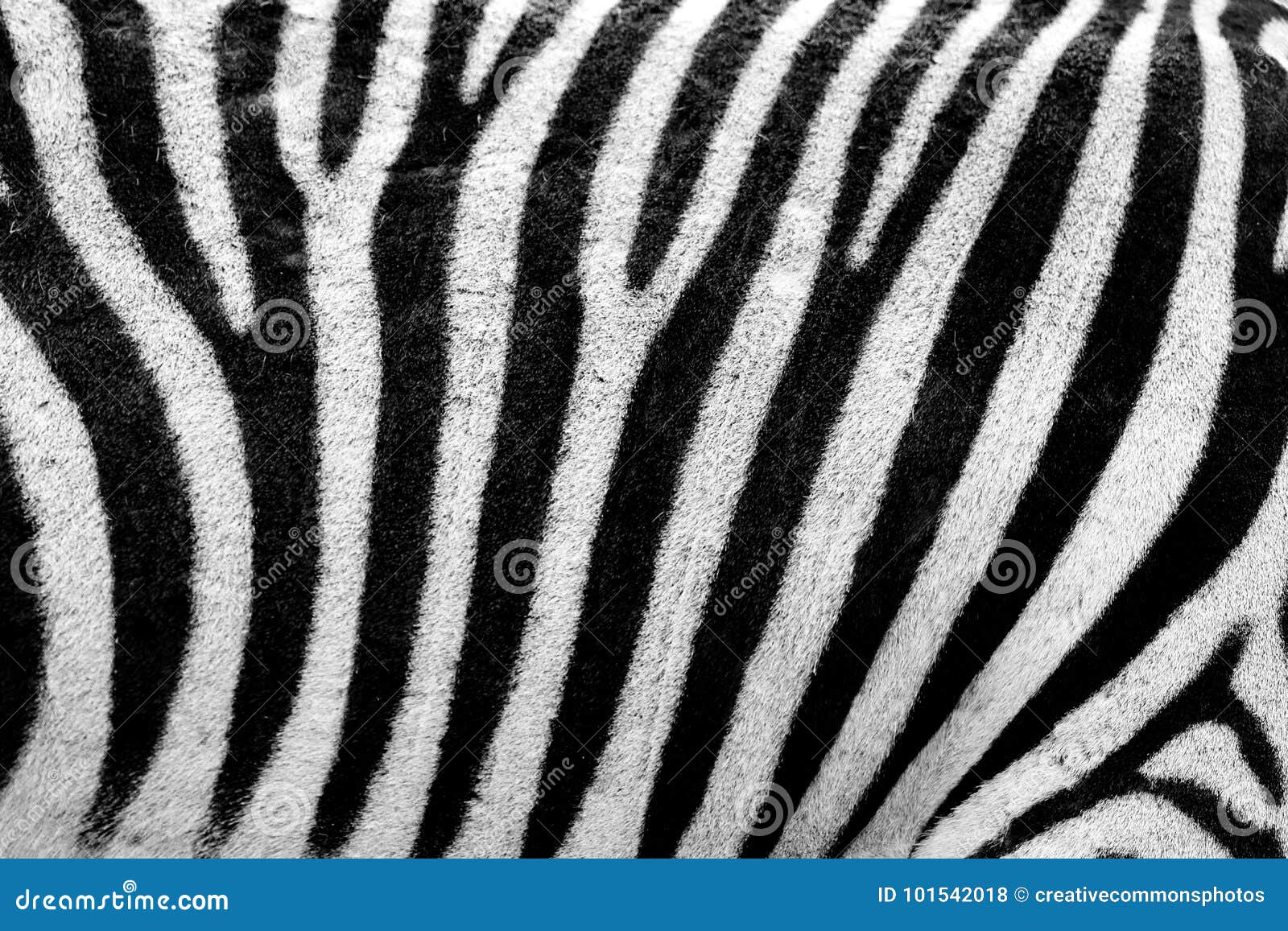 Zebra Texture Picture. Image: 101542018