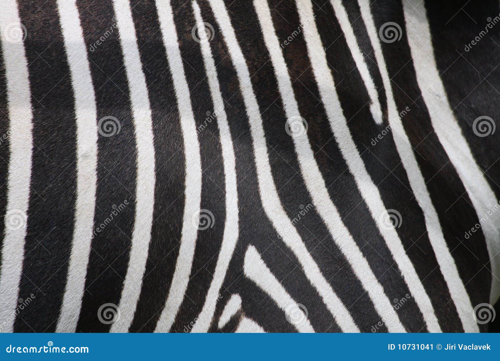 Zebra texture stock image. Image of design, african, painting - 10731041