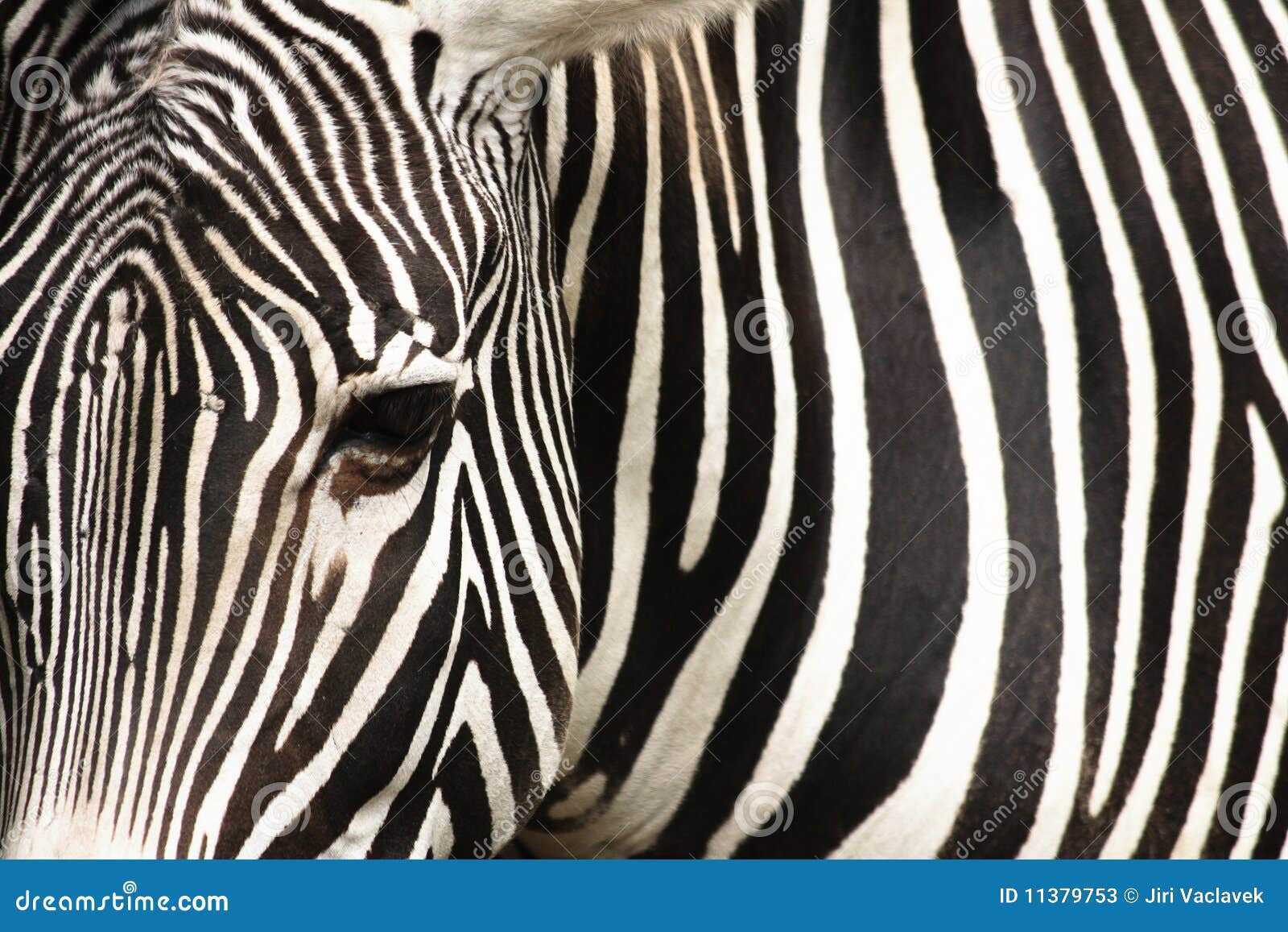 Zebra texture stock image. Image of skin, jungle, texture - 11379753