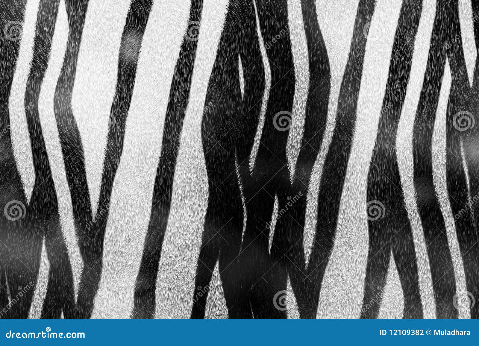 Zebra texture stock illustration. Illustration of nature - 12109382