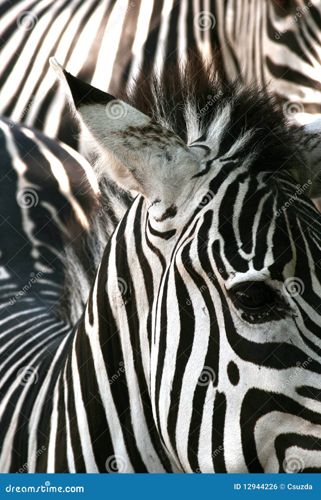 Zebra texture stock photo. Image of detail, nature, mammal - 12944226