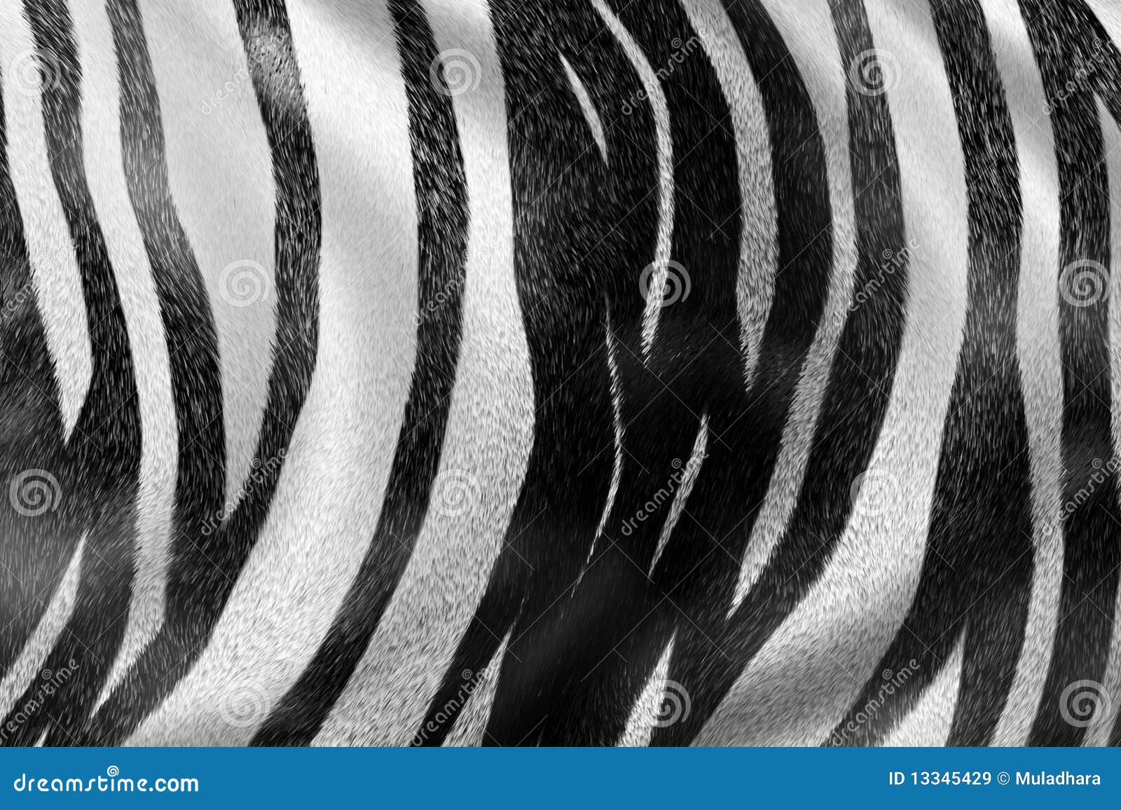 Zebra texture stock image. Image of gray, africa, skin - 13345429