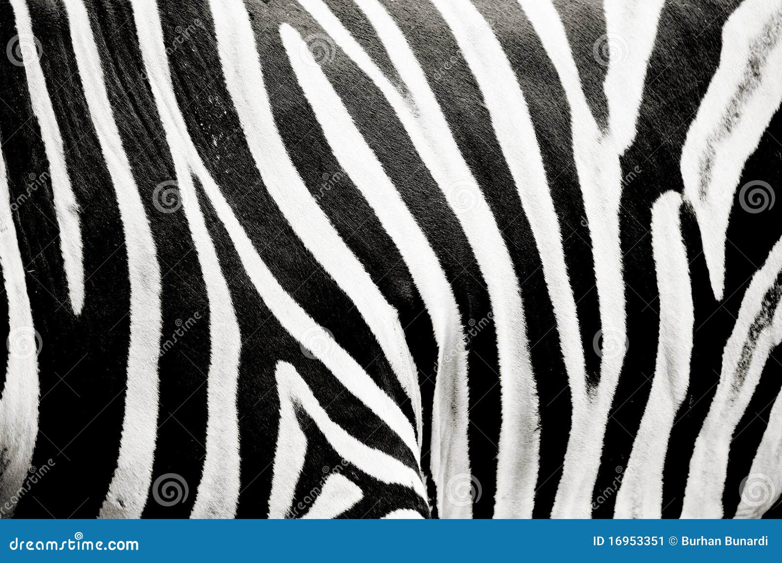 Zebra texture stock image. Image of white, stripe, animal - 16953351