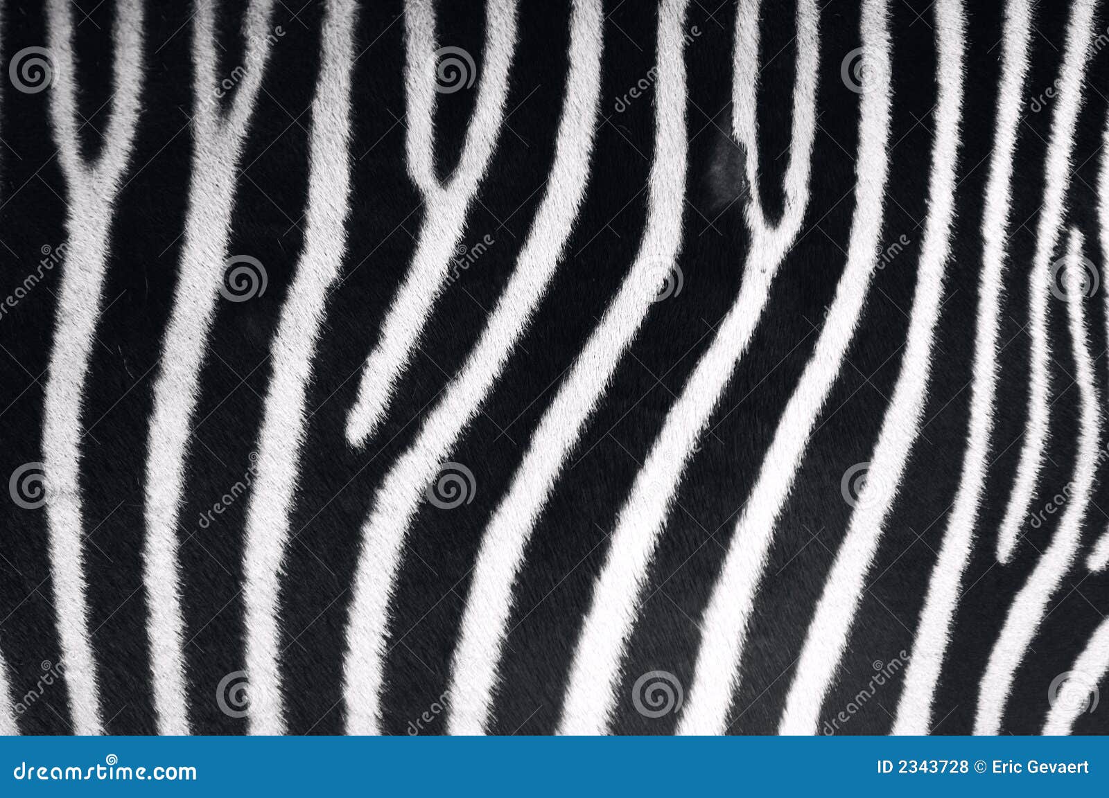 Zebra texture stock vector. Illustration of curve, popular - 2343728