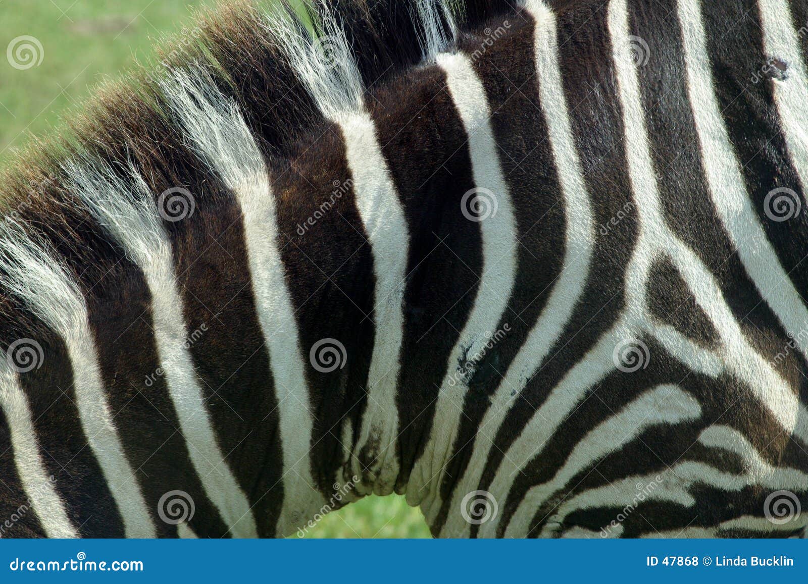 Zebra Texture 3 stock photo. Image of striped, animal, wild - 47868