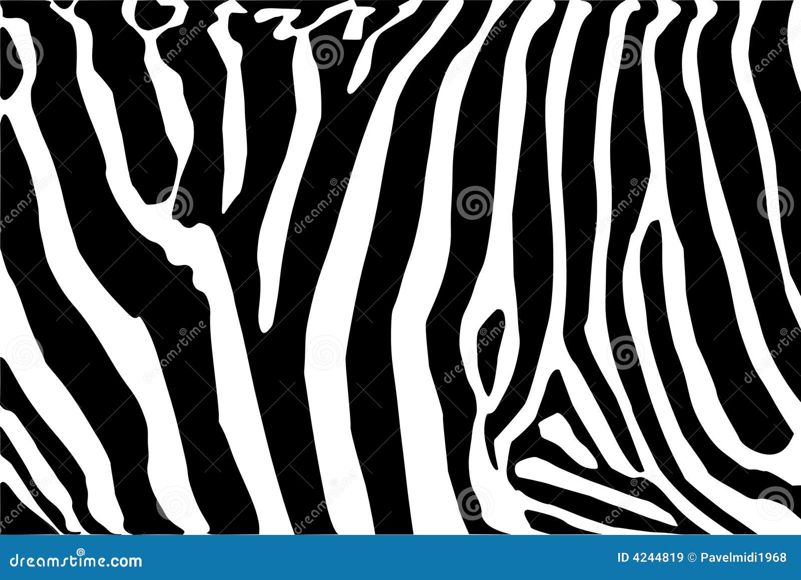 Zebra texture stock vector. Illustration of lines, detail - 4244819