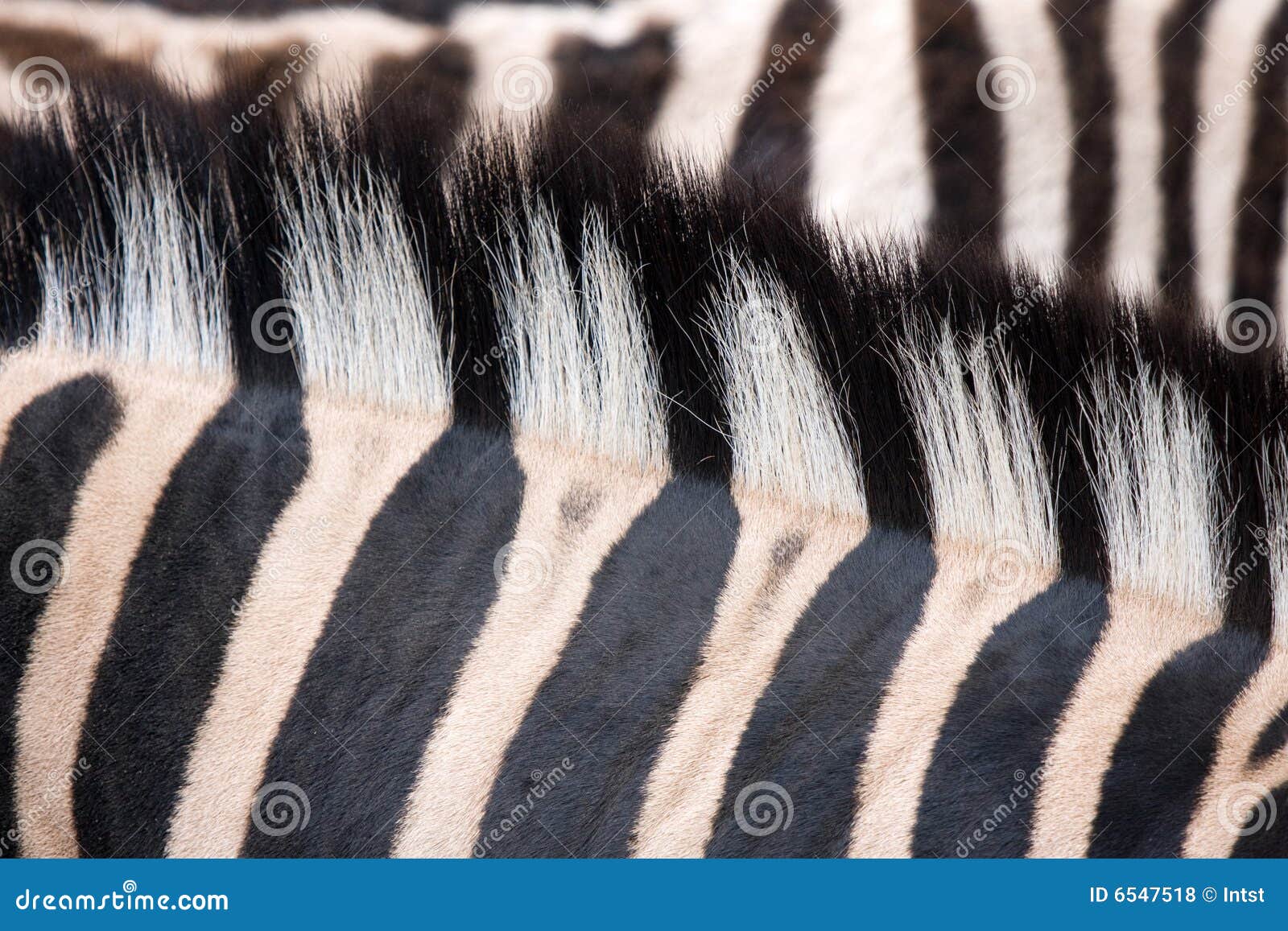 Zebra texture stock photo. Image of wild, texture, wildlife - 6547518