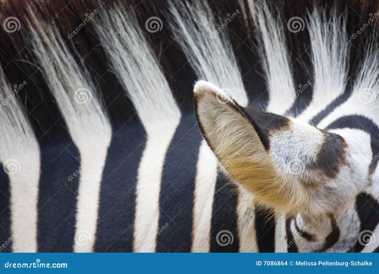 Zebra Texture Stock Photo | CartoonDealer.com #7086864