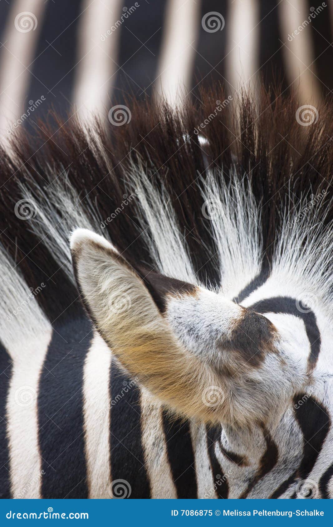 Zebra texture stock image. Image of patterns, texture - 7086875