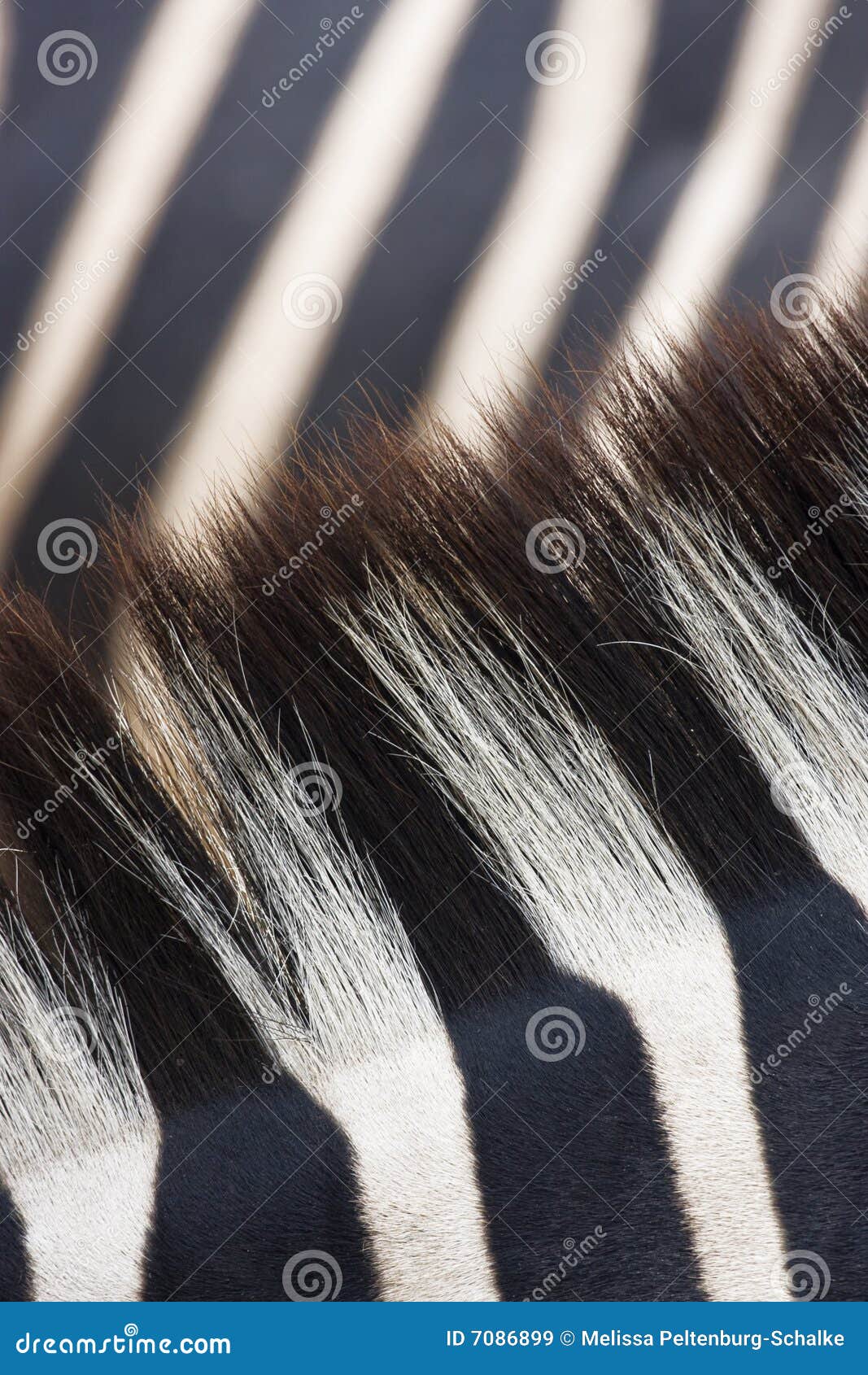 Zebra texture stock image. Image of nature, mane, design - 7086899