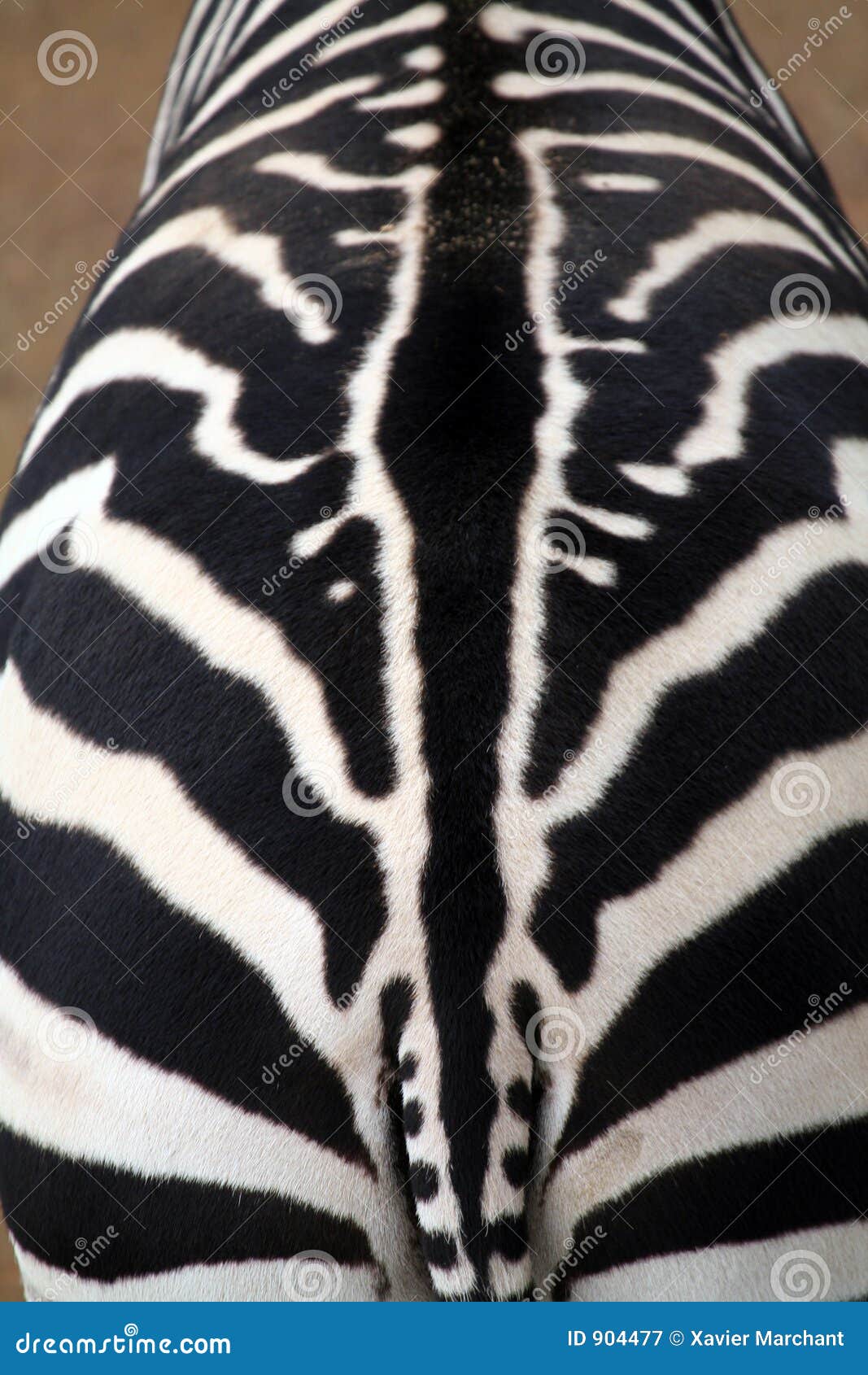 Zebra texture stock image. Image of safari, wilderness - 904477