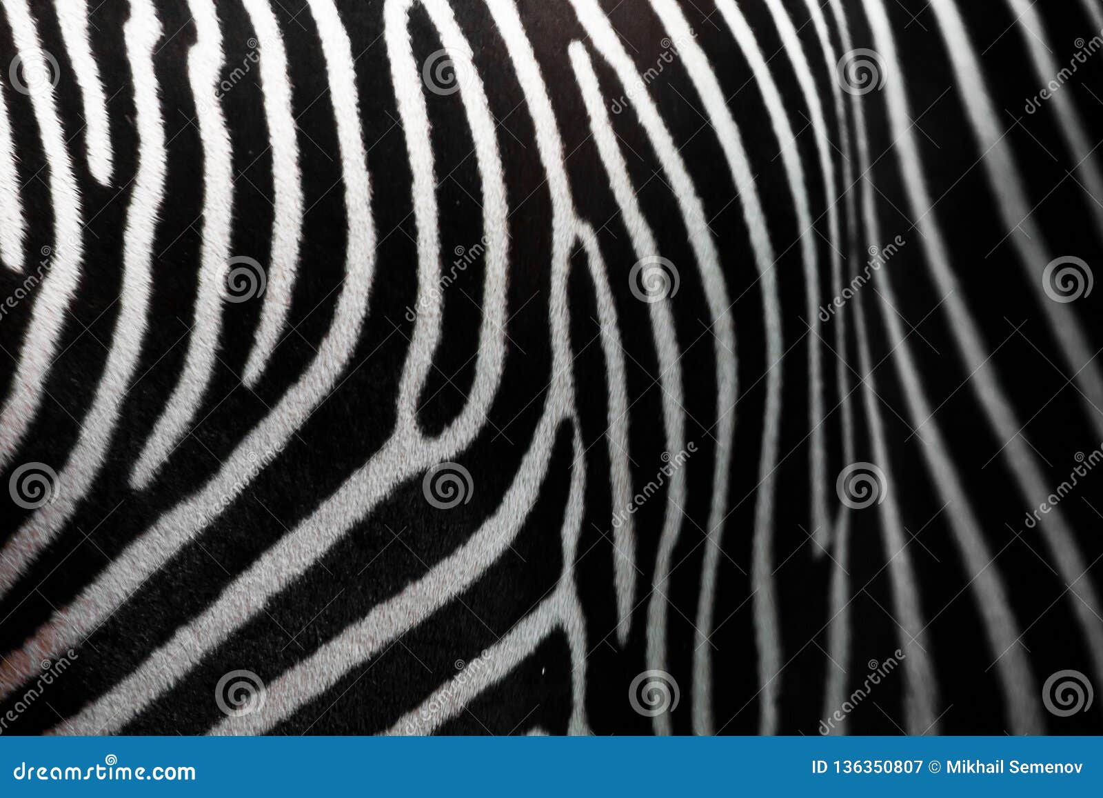 Zebra texture closeup stock image. Image of textured - 136350807