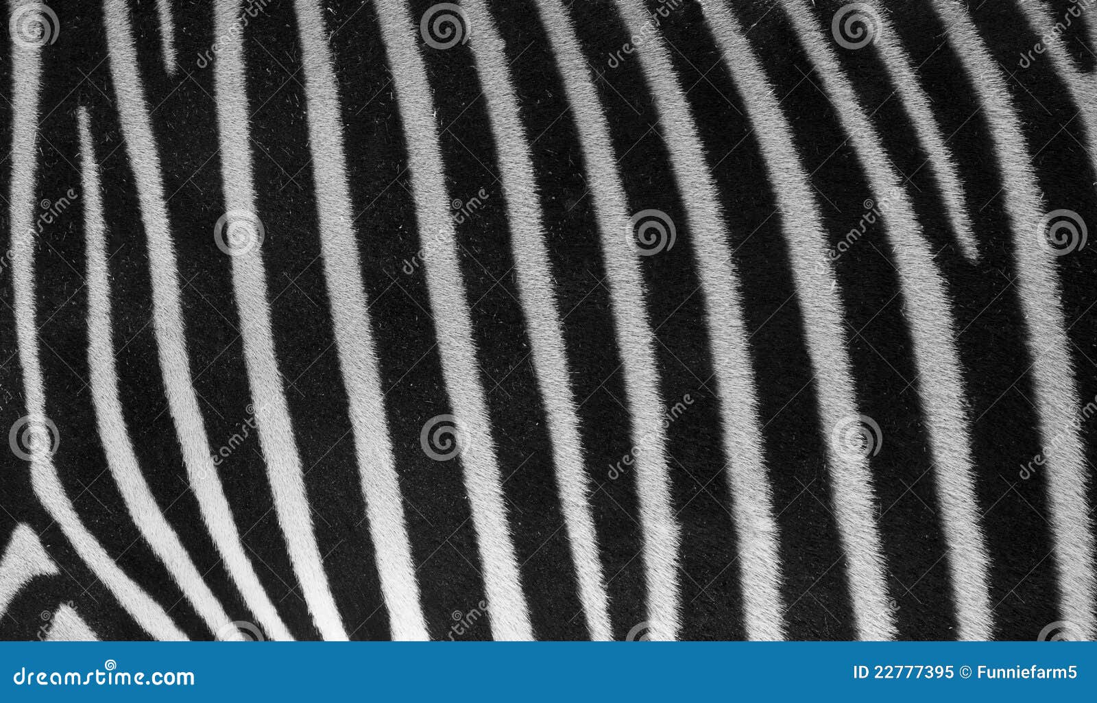 Zebra texture and pattern stock image. Image of abstract - 22777395