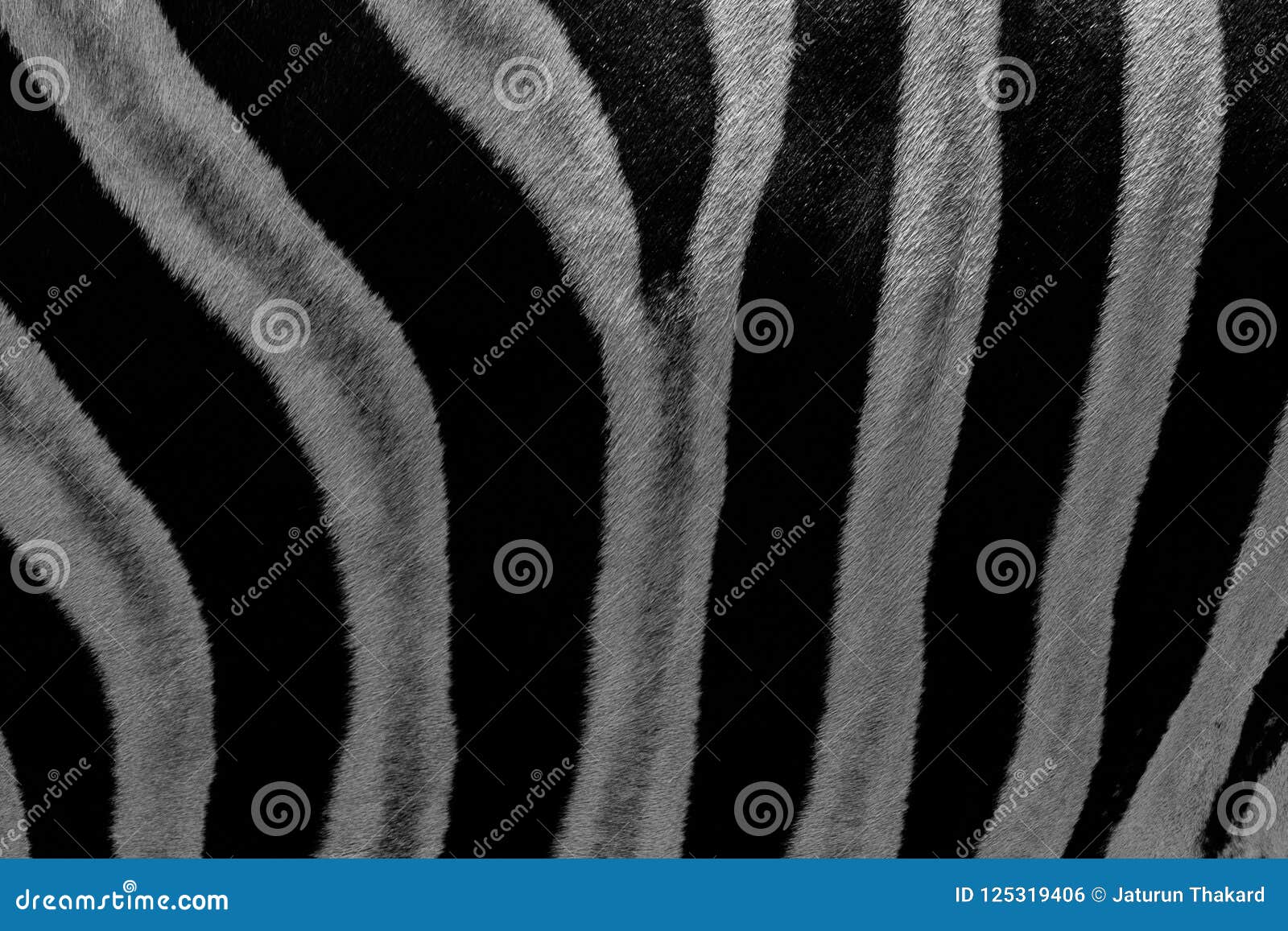 Zebra texture stock photo. Image of background, black - 125319406
